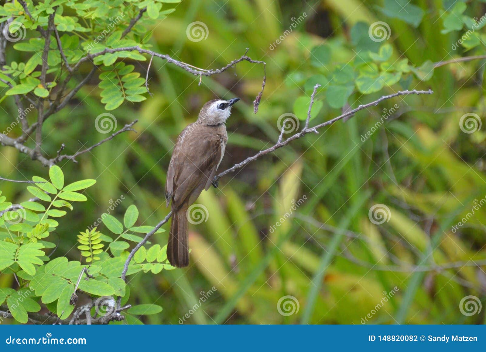 Yellow-vented Bulbul Bird Stock Photography | CartoonDealer.com #14654450