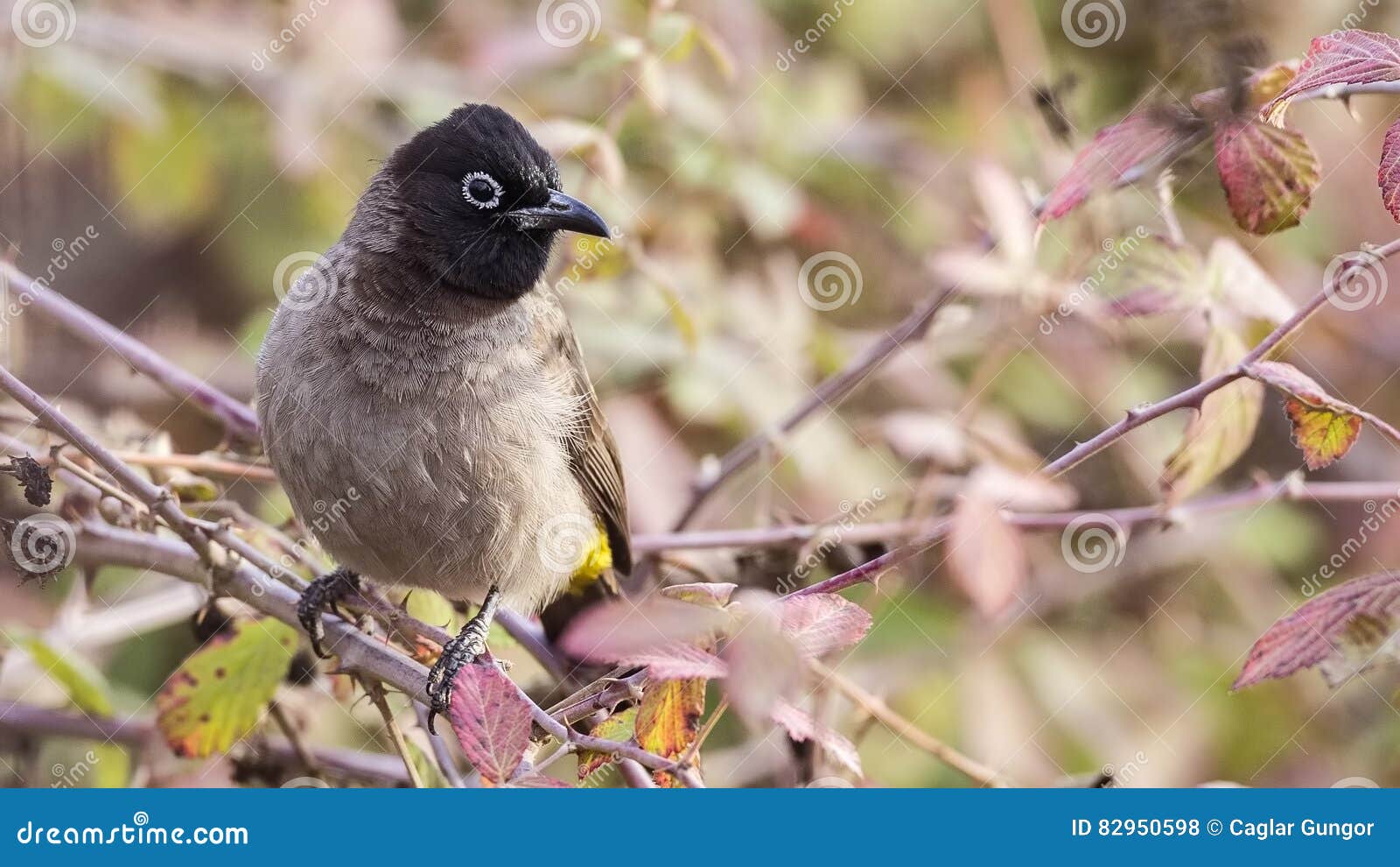 Yellow-vented Bulbul on Shrubs Stock Photo - Image of bill, bulbul ...