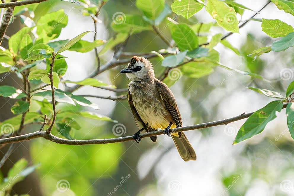 Yellow-vented Bulbul on a Tree Branch Stock Image - Image of wing ...