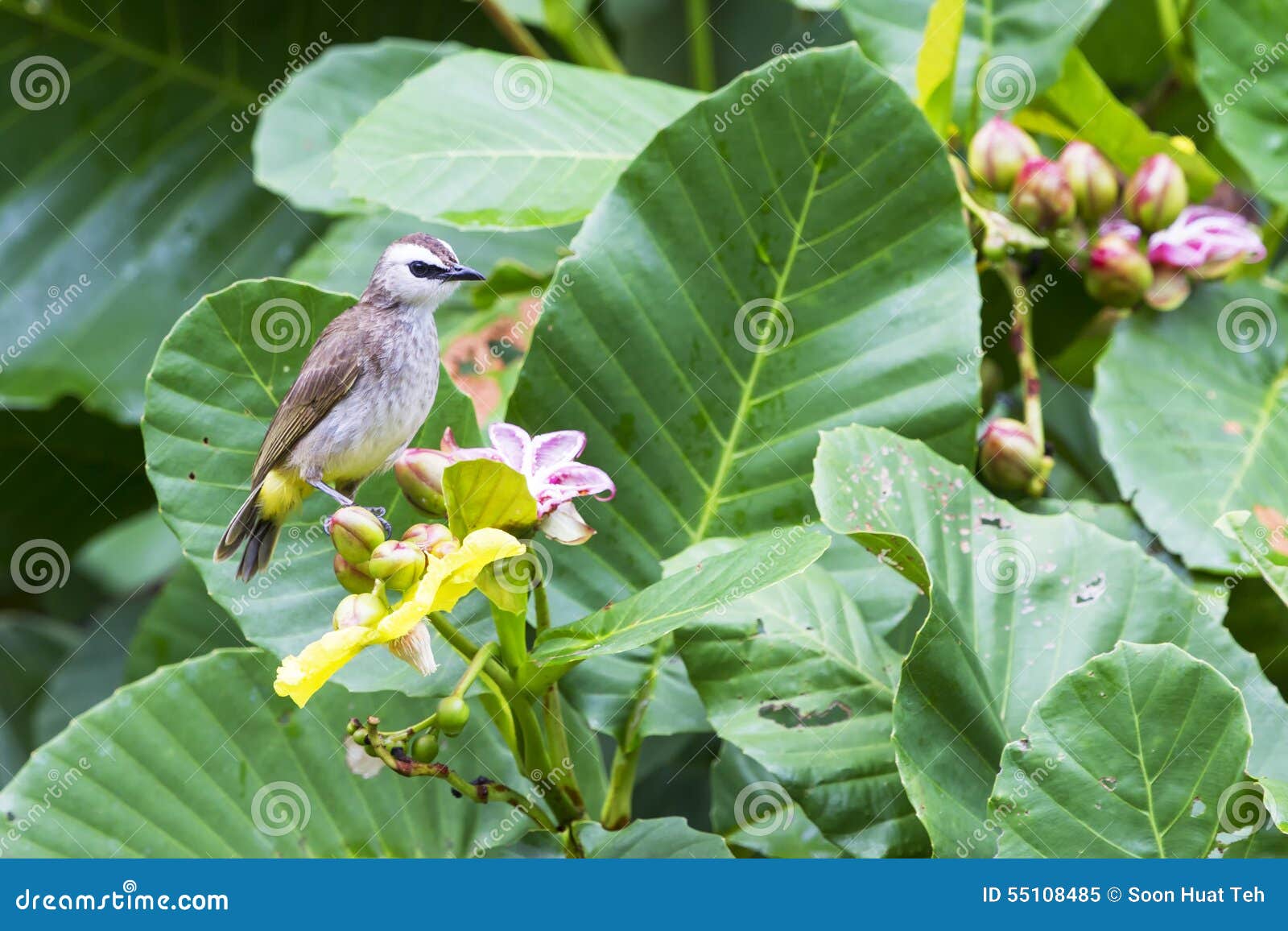 Yellow-vented bulbul stock image. Image of branches, nature - 55108485