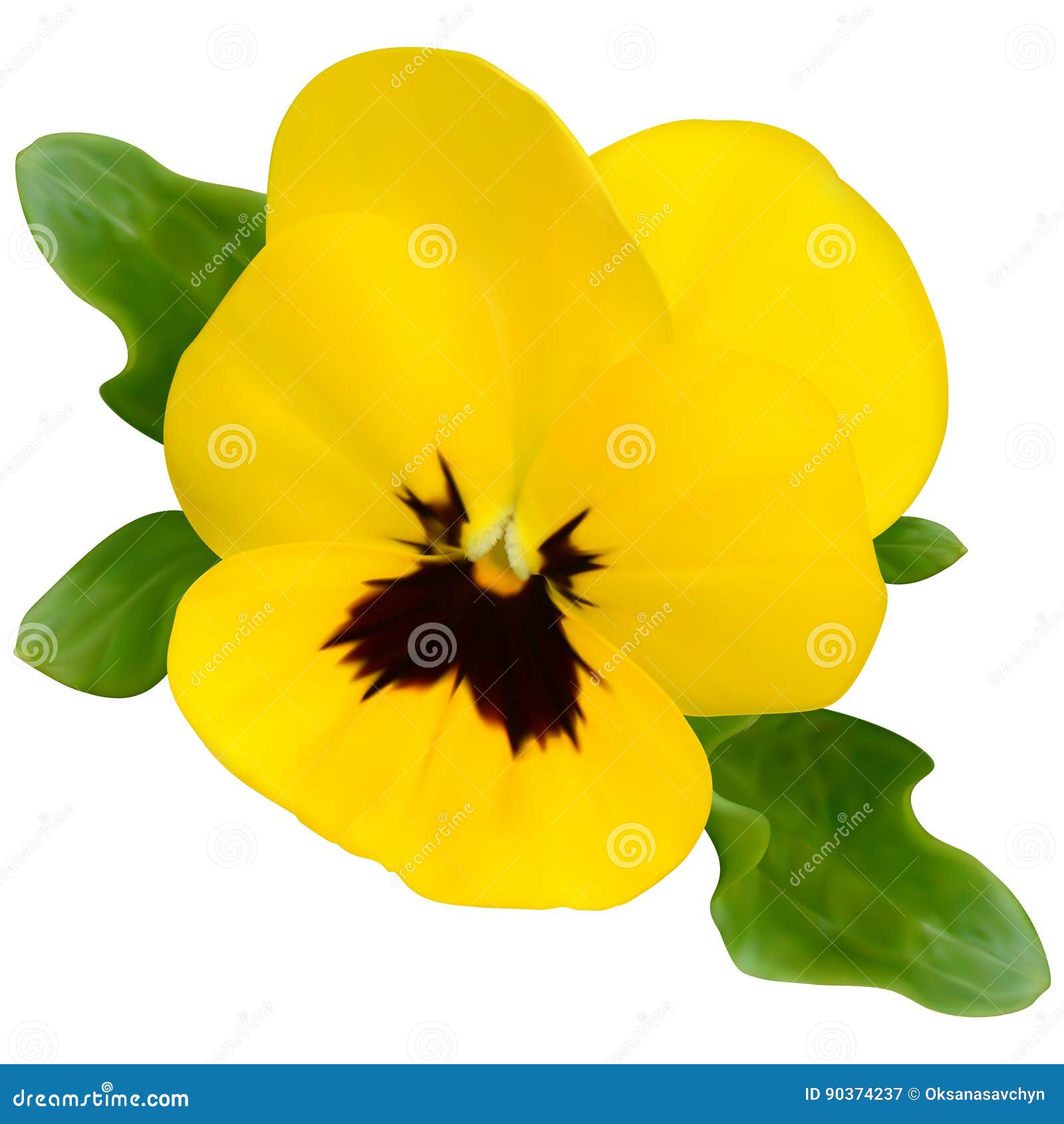 Yellow viola flower stock vector. Illustration of nature - 90374237
