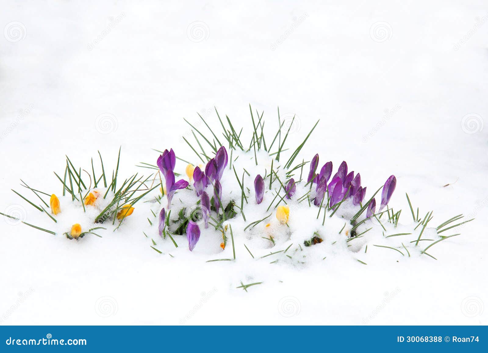 Crocus flowers in the snow stock photo. Image of freeze - 30068388