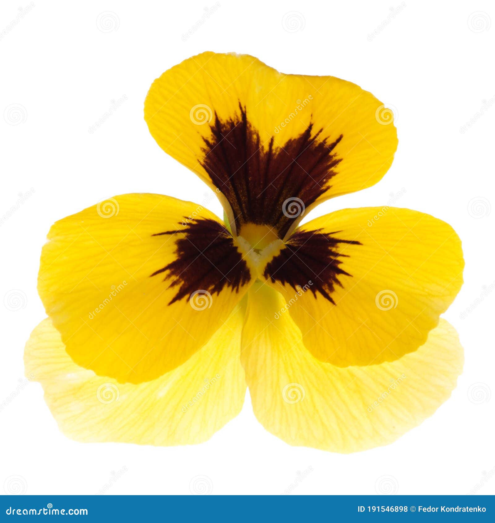 Yellow Violet Flower Isolated on White Stock Photo - Image of ...