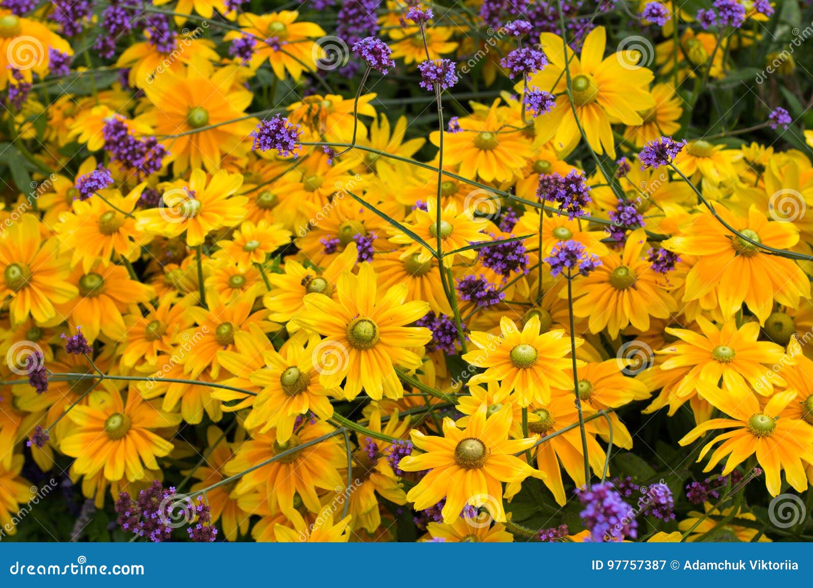 Yellow and violet flowers stock image. Image of fresh - 97757387