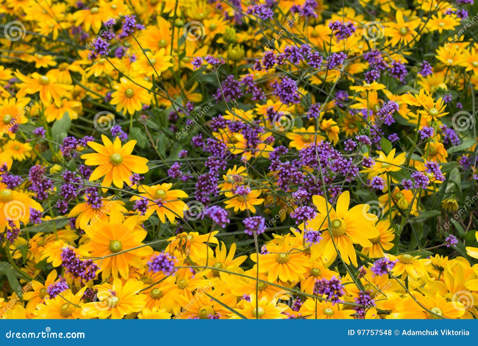 Yellow and violet flowers stock photo. Image of fresh - 97757548