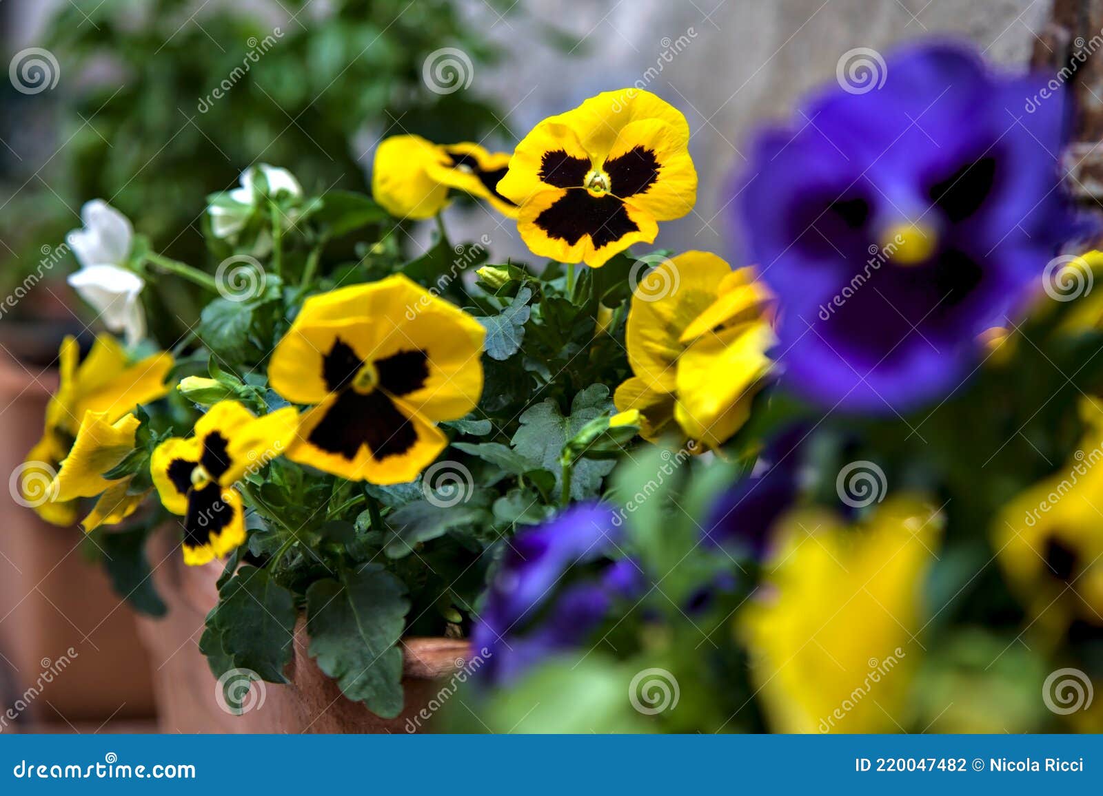 Yellow and Violet Primroses in a Vase Seen Up Close Stock Photo - Image ...