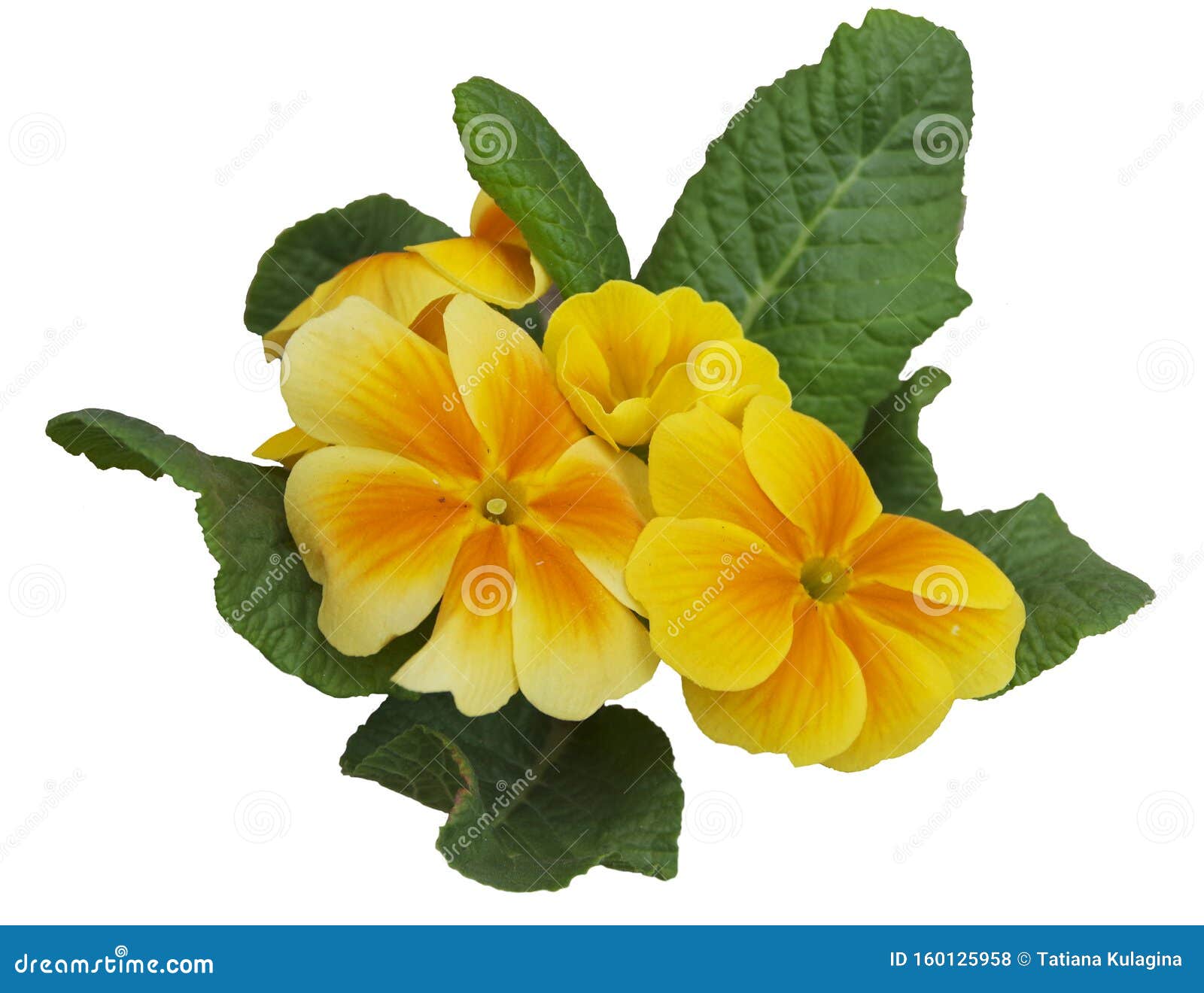 Yellow violets . stock photo. Image of design, color - 160125958