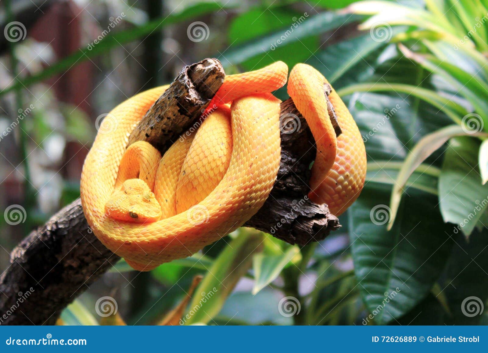 Yellow viper in Costa Rica stock image. Image of bothriechis - 72626889