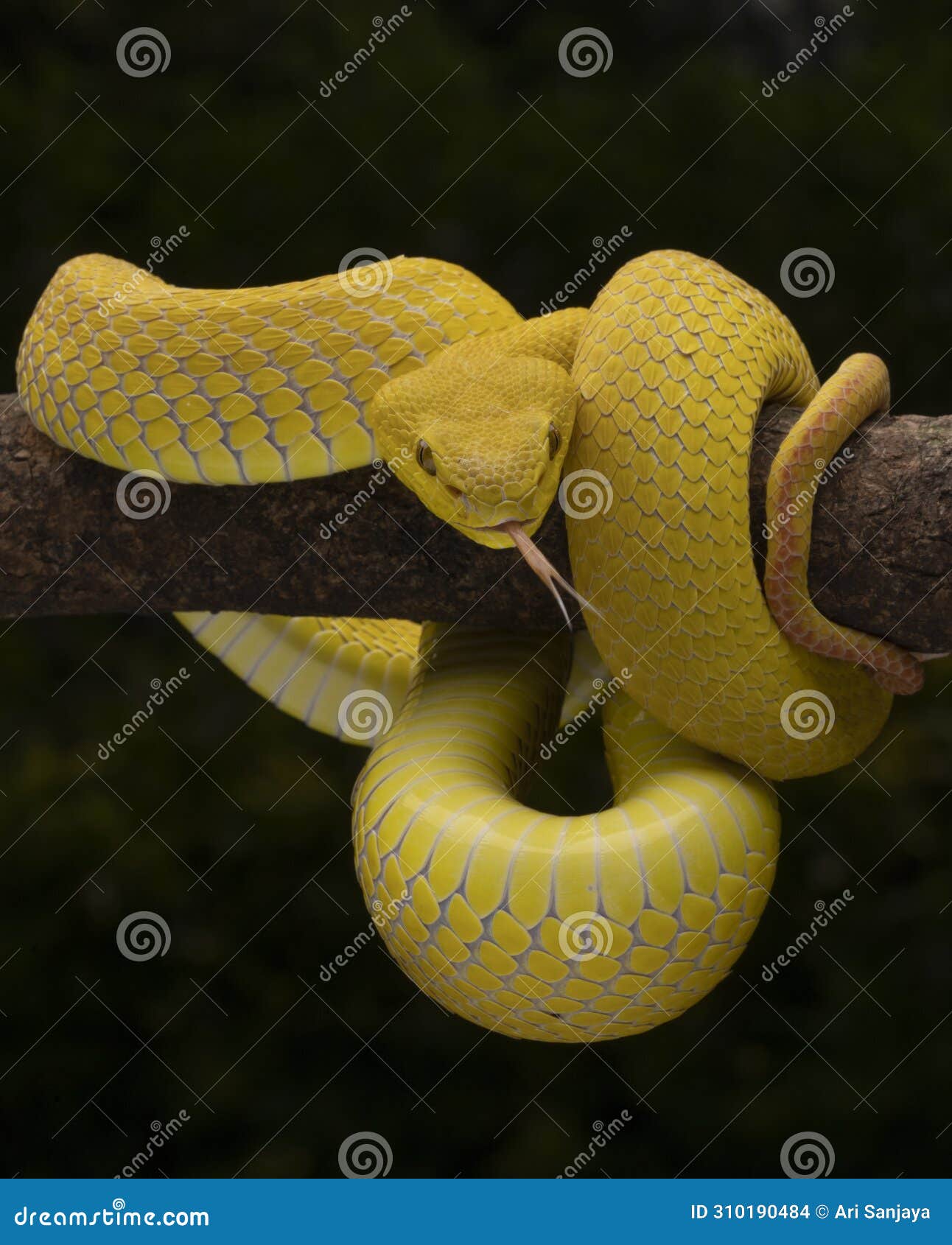 Yellow viper snake stock photo. Image of ballpythonsofinstagram - 310190484