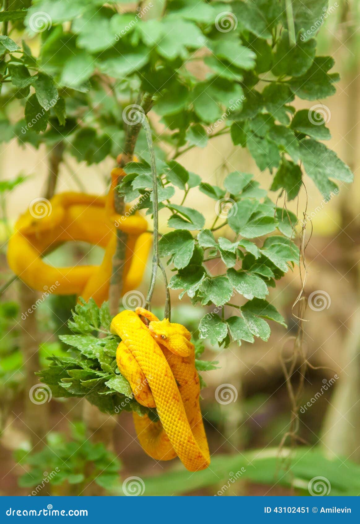 Yellow viper stock image. Image of bothriechis, poisoin - 43102451
