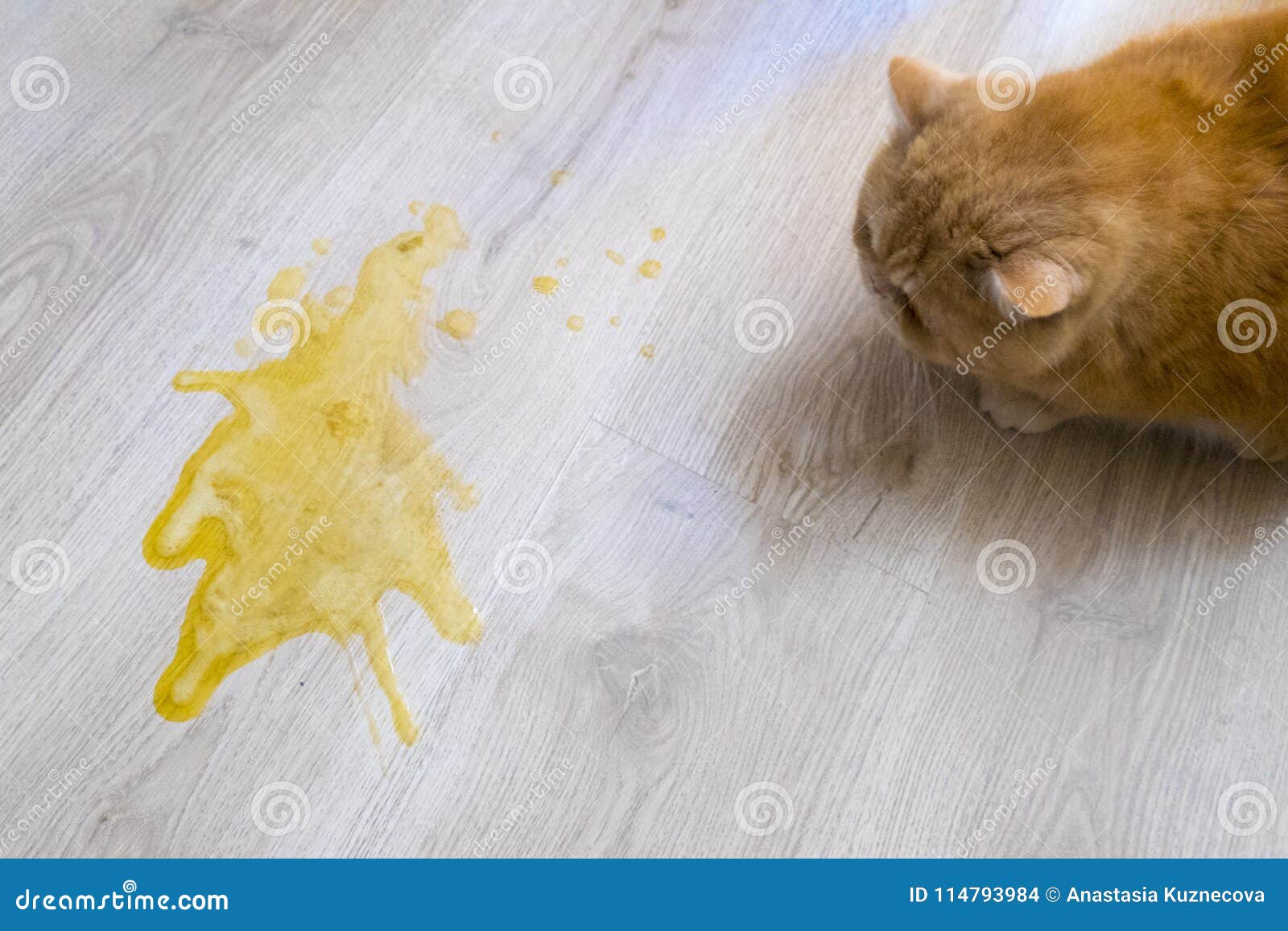 Vomit stock photo. Image of floor, poisoning, poisoned - 114793984