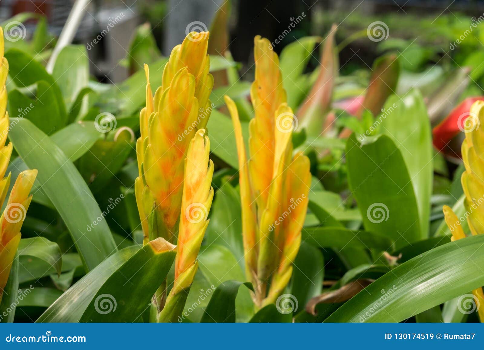 Yellow Vriesea `Stream ` Growning Stock Image - Image of fresh ...