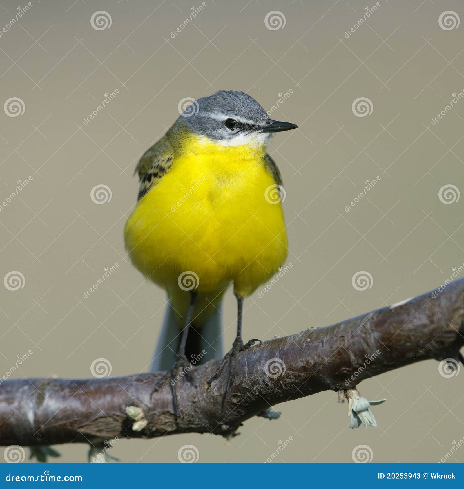 Yellow wagtail stock image. Image of motacilla, bird - 20253943