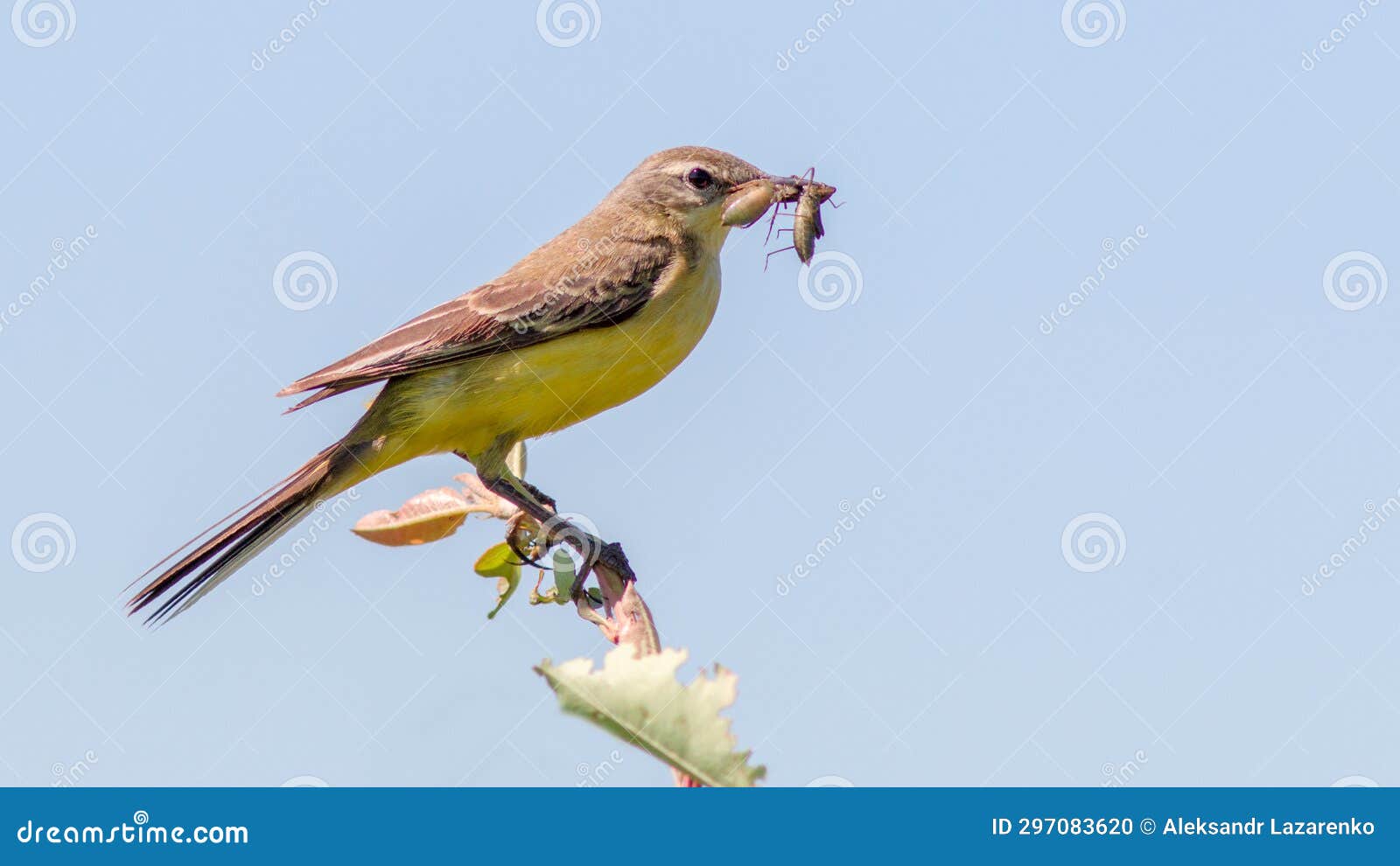 The Yellow Wagtail Brought Food To Its Chicks Stock Photo - Image of ...