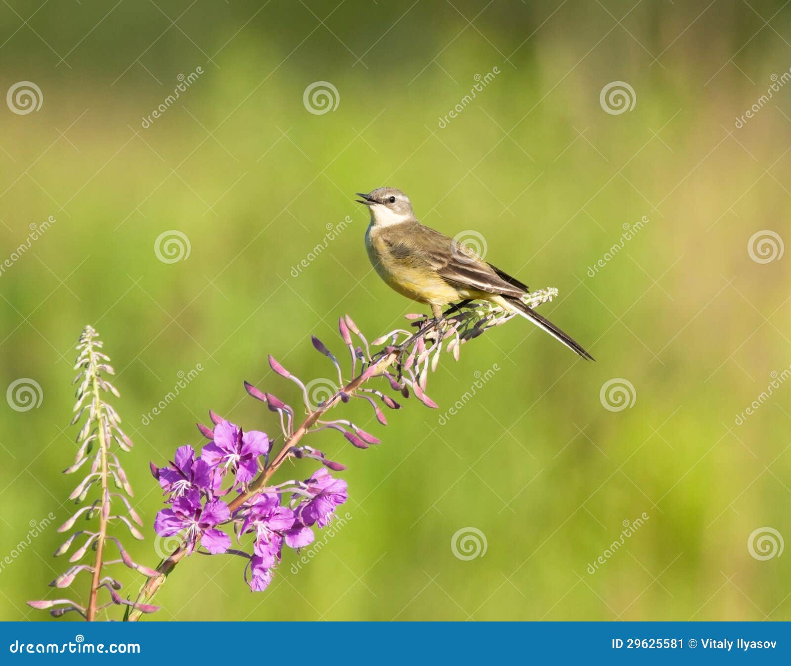Yellow Wagtail on Fireweed Flower Stock Image - Image of plant ...