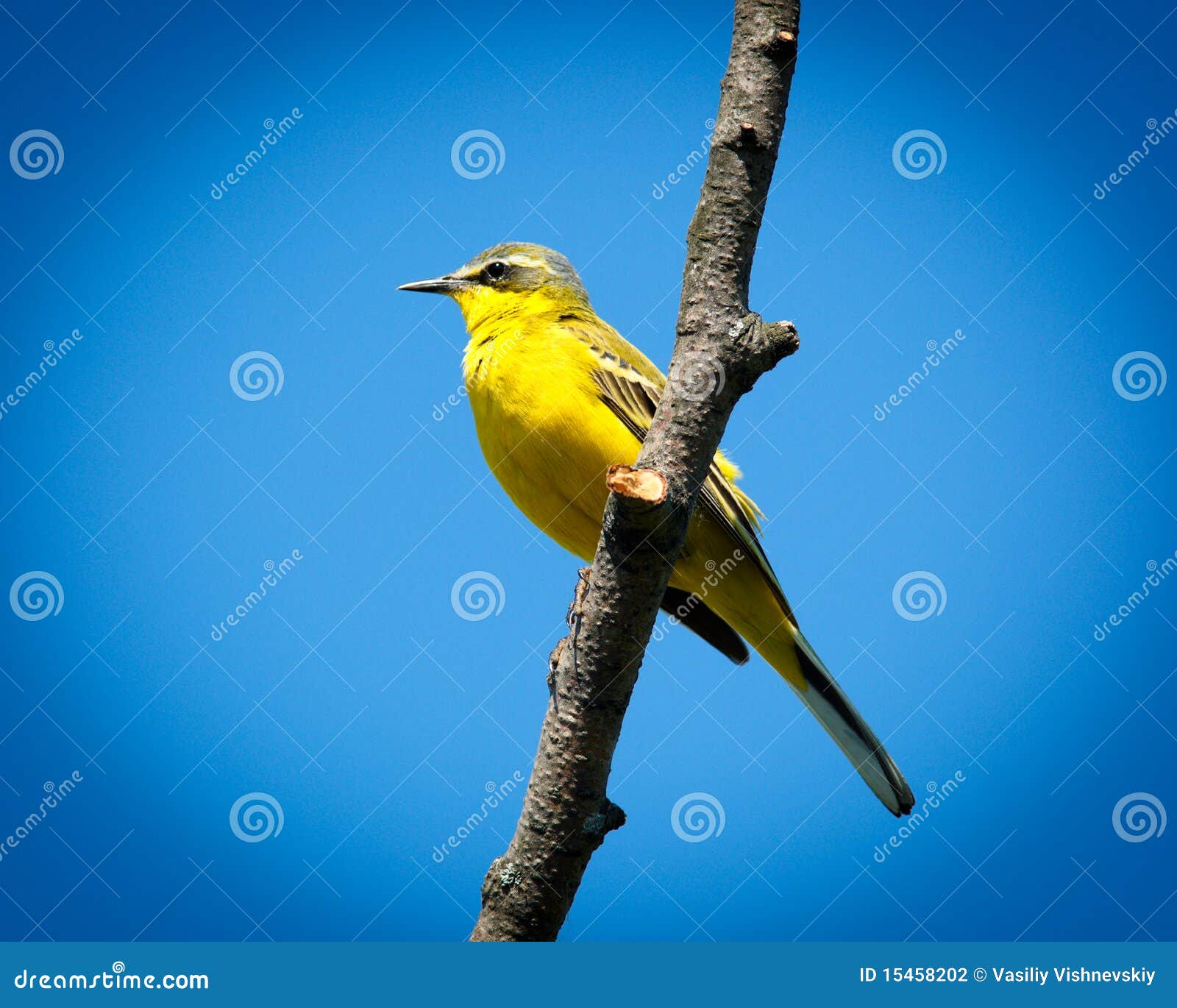 Yellow Wagtail, Motacilla Flava Stock Photo - Image of wildlife, flava ...