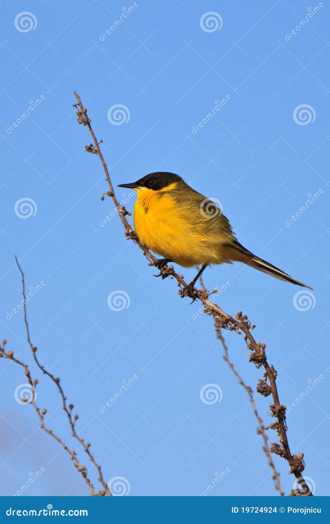 Yellow wagtail warble stock photo. Image of animal, small - 19724924