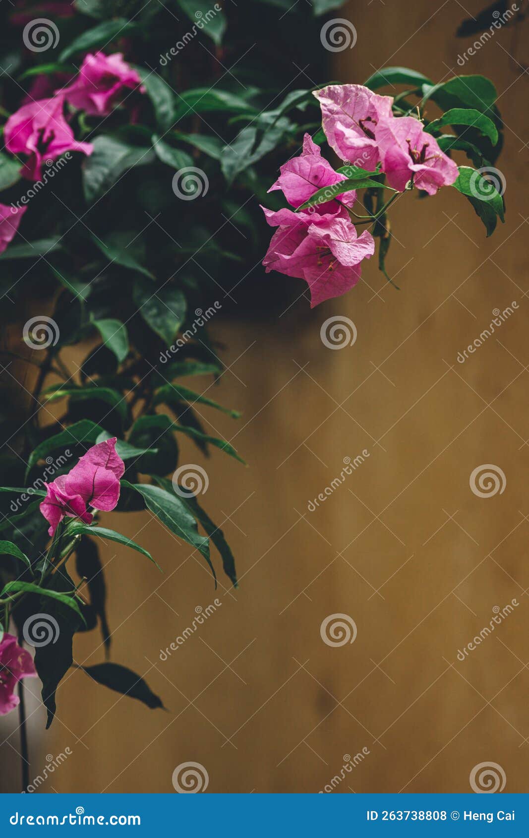 Yellow Walls and Eaves and Triangle Plum Stock Photo - Image of eaves ...