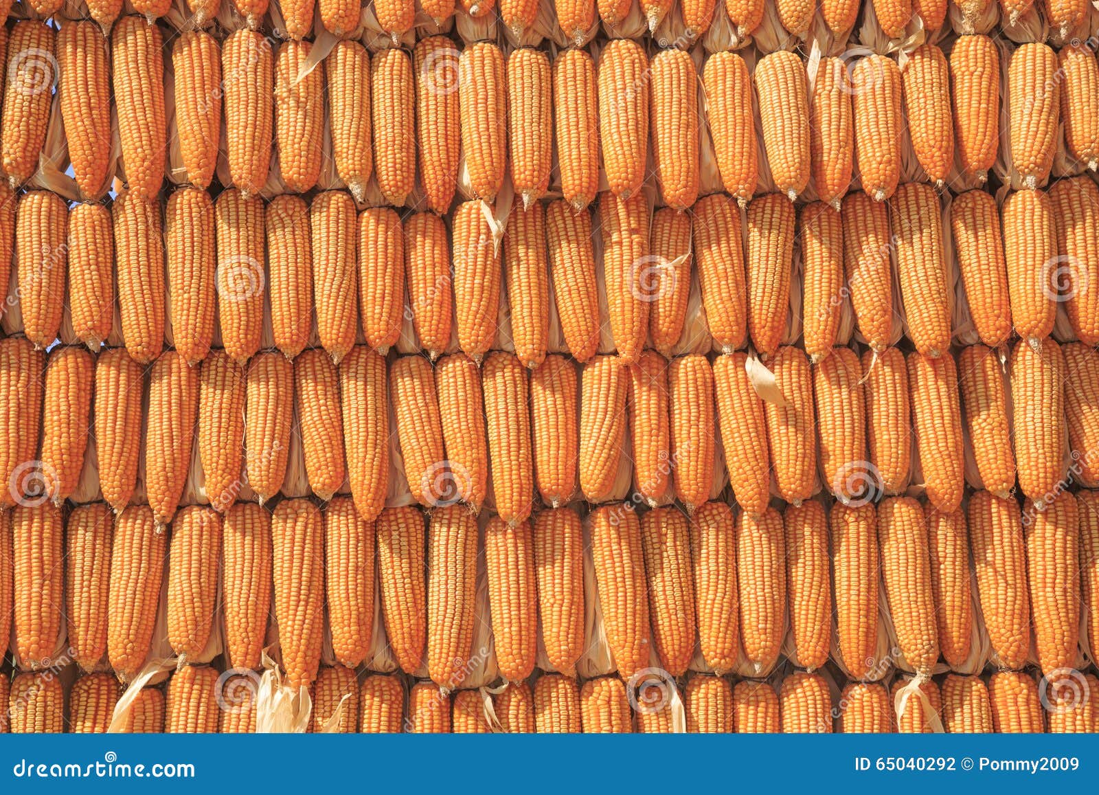 Yellow Wall made from Corn stock photo. Image of animal - 65040292