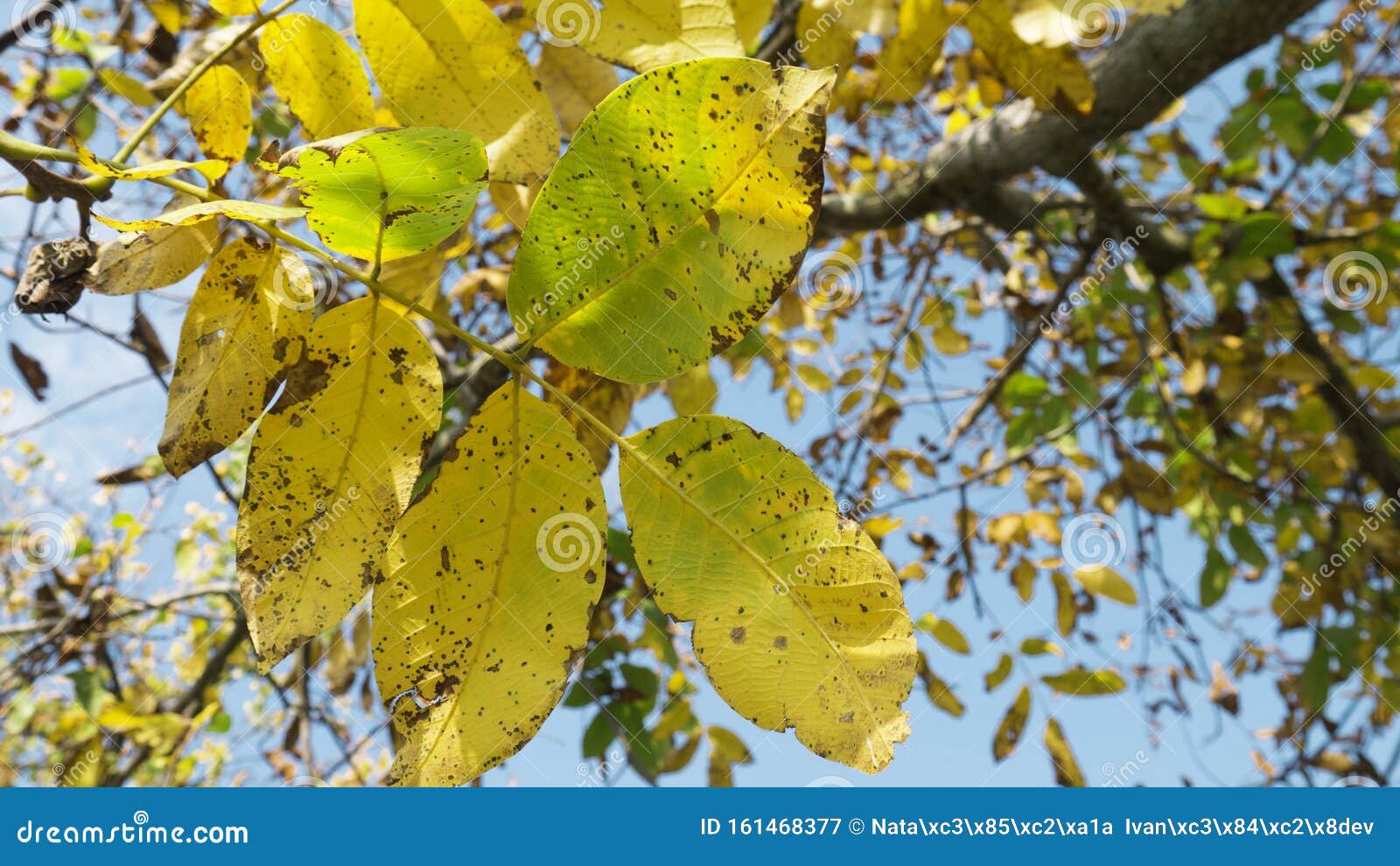 Yellow Walnut Leaves in Autumn Stock Image - Image of october, detail ...