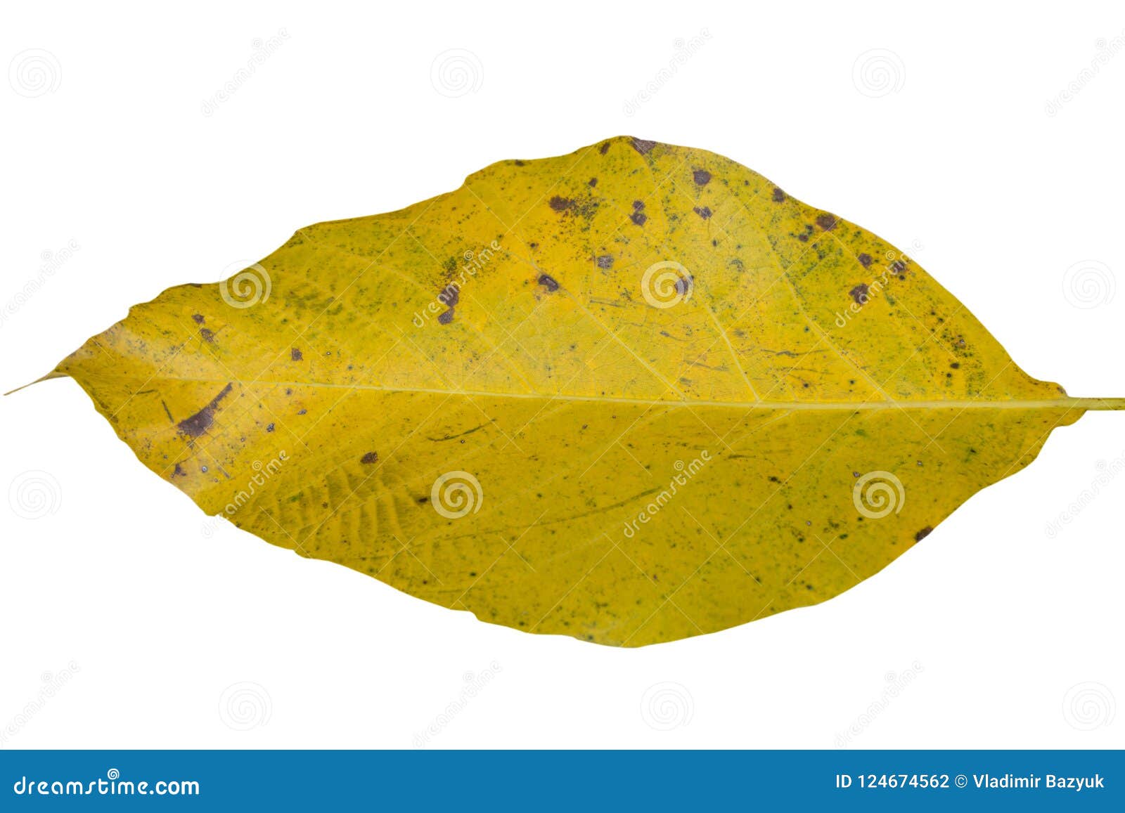 Yellow Walnut Leaves,the Nut Leaves are Yellow on a White Background ...