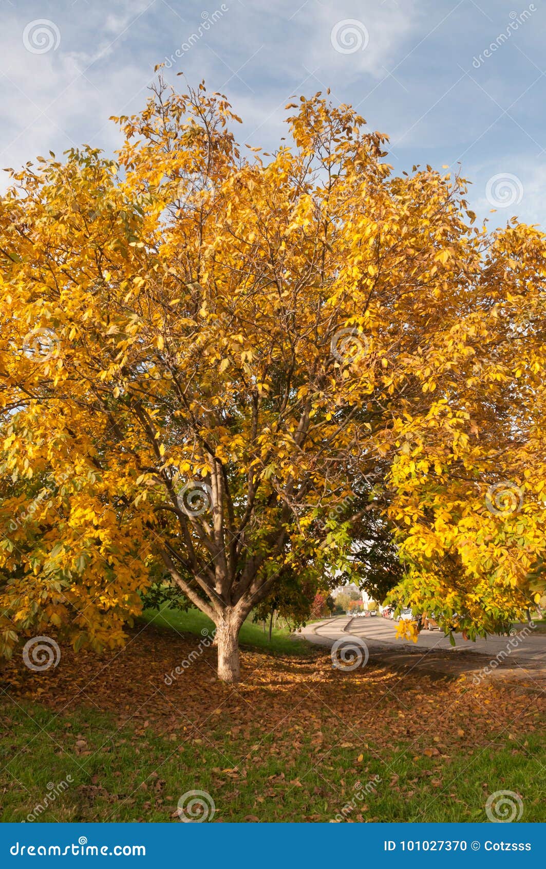 Yellow Walnut Tree in a Park Stock Photo - Image of green, bright ...