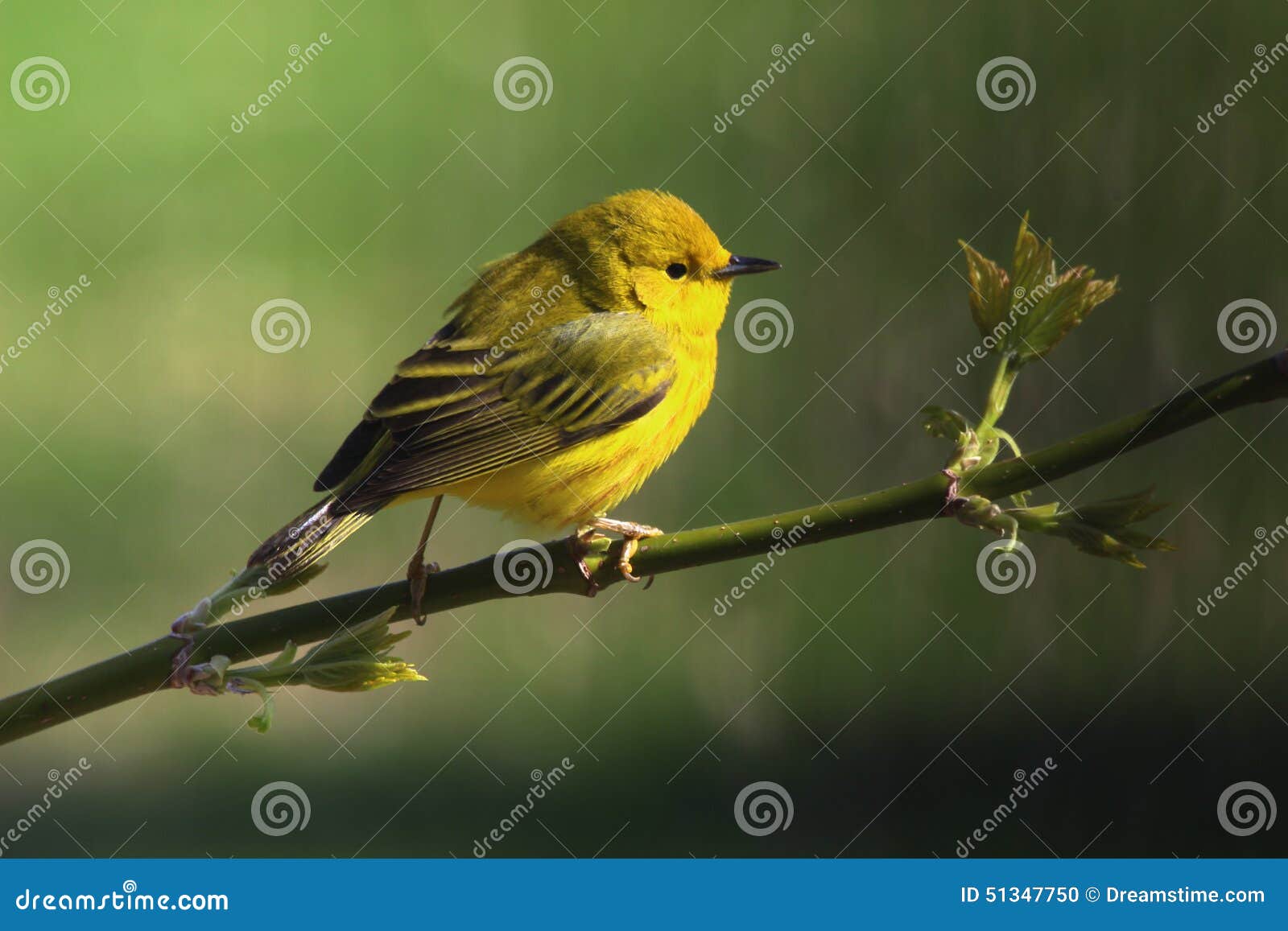 Yellow Warbler stock photo. Image of spring, beak, bright - 51347750