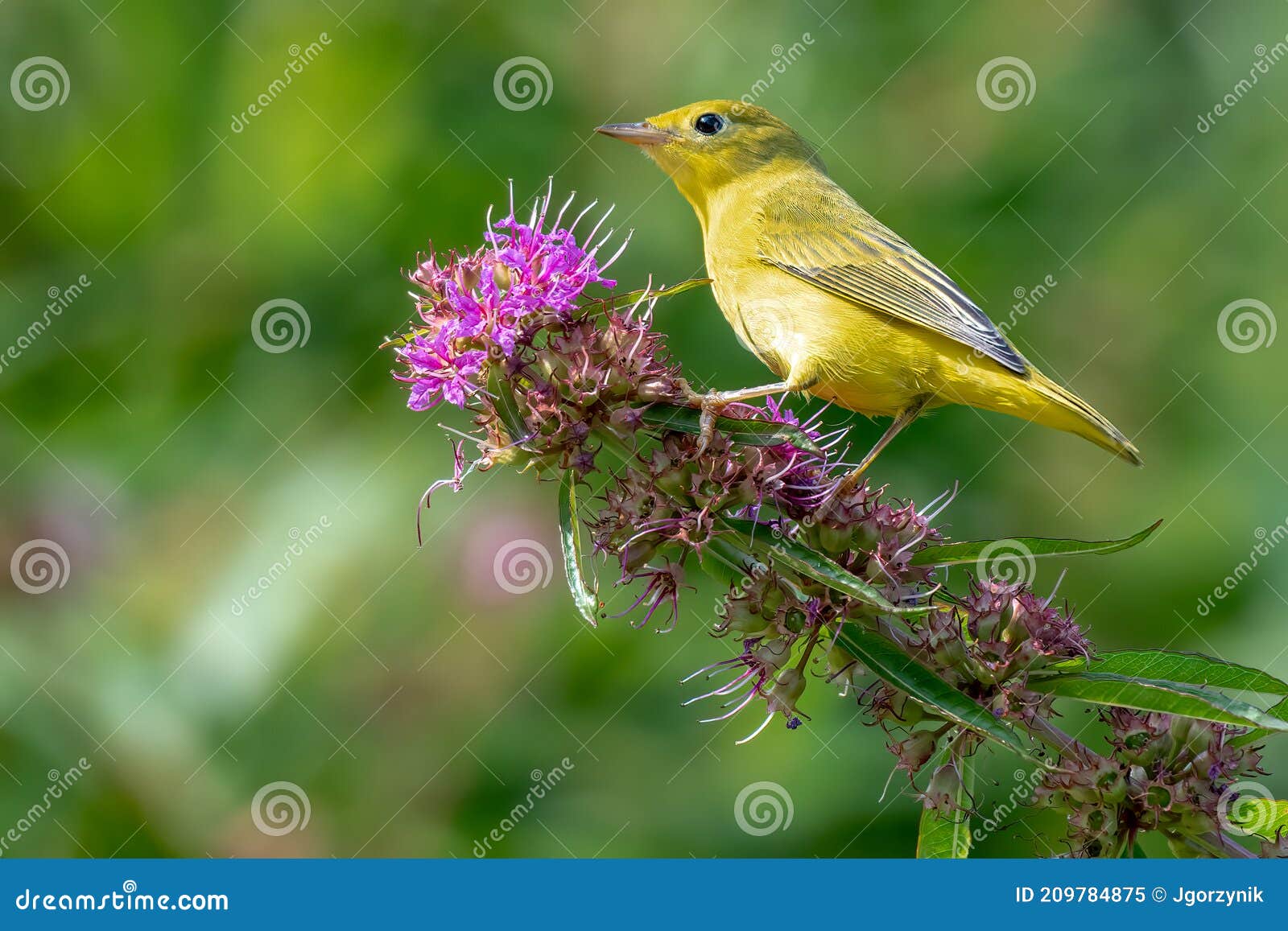 Yellow Warbler Perched on a Branch Stock Image - Image of perch ...