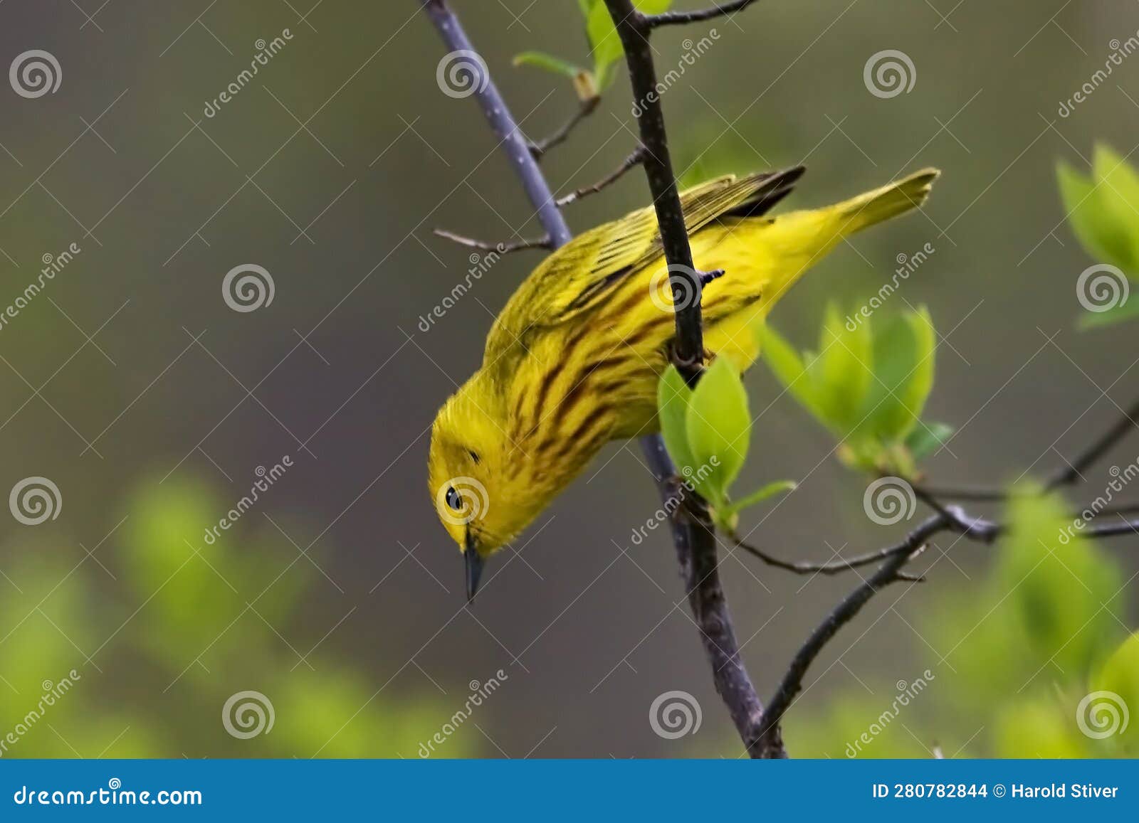 Yellow Warbler, Setophaga Petechia, Foraging in a Tree Stock Photo ...