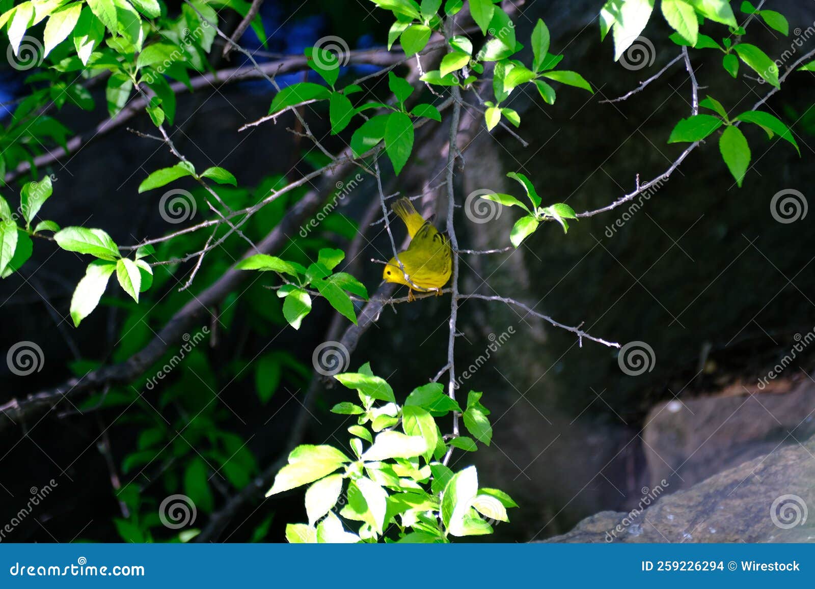 Yellow Warbler (Setophaga Petechia) on a Tree Stock Photo - Image of ...
