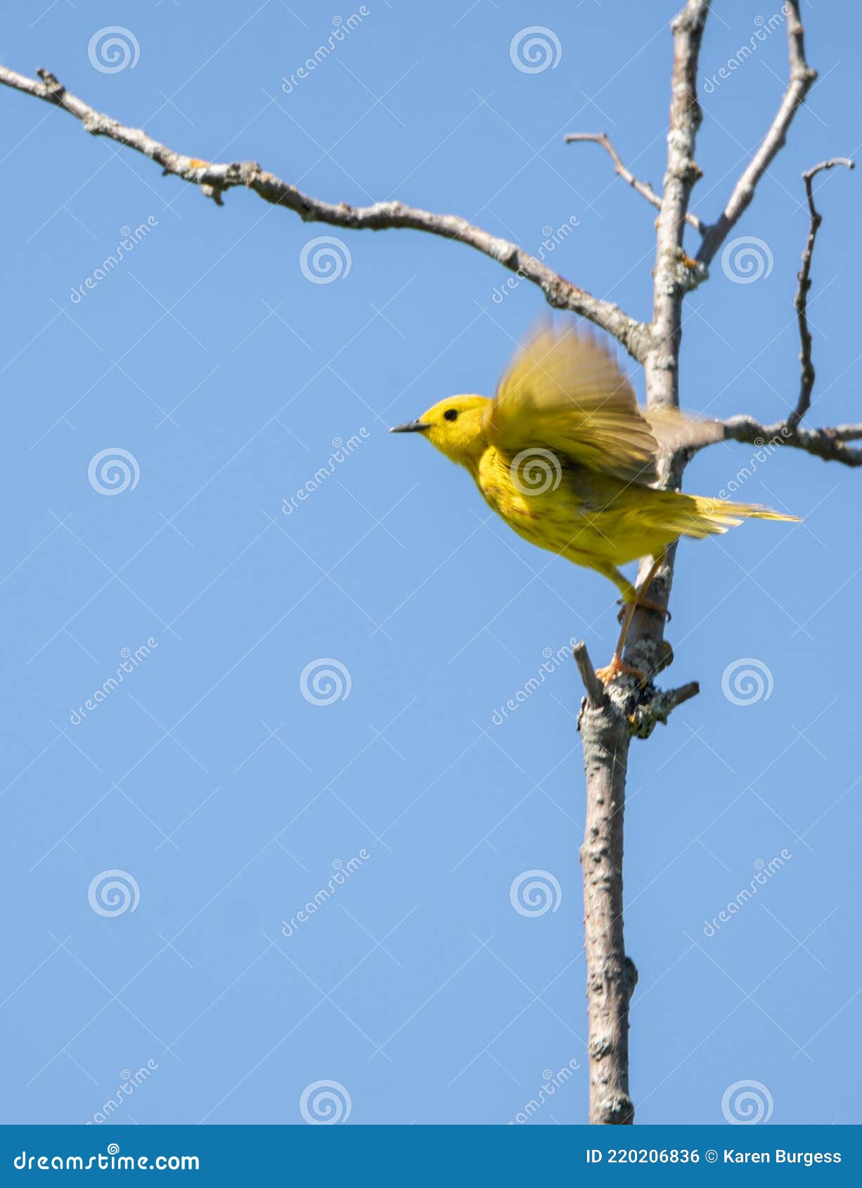 American Yellow Warbler Setophaga Petechia Taking Flight from a Tree ...