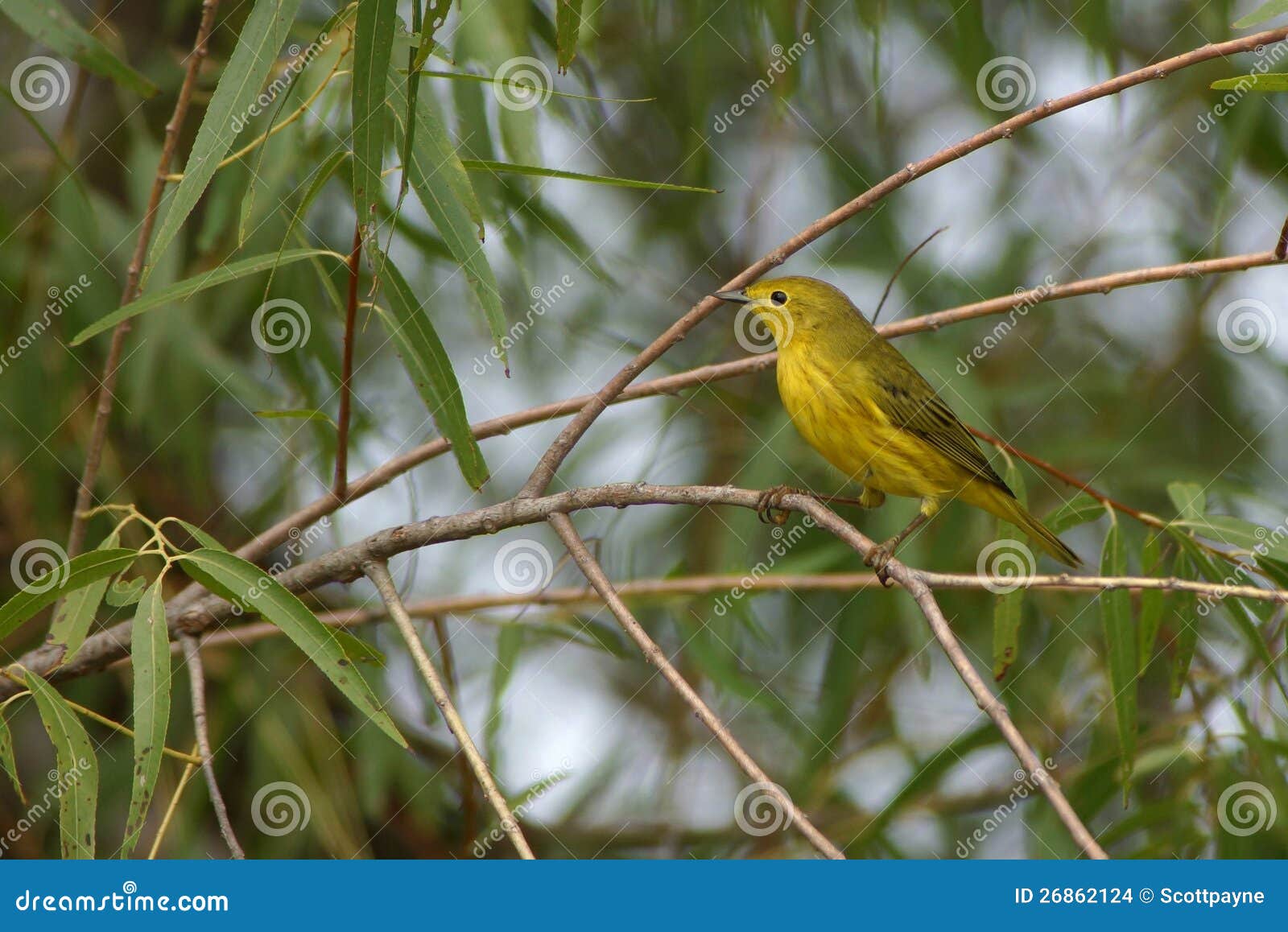 Yellow Warbler on Tree Branch Stock Photo - Image of yellow, fields ...