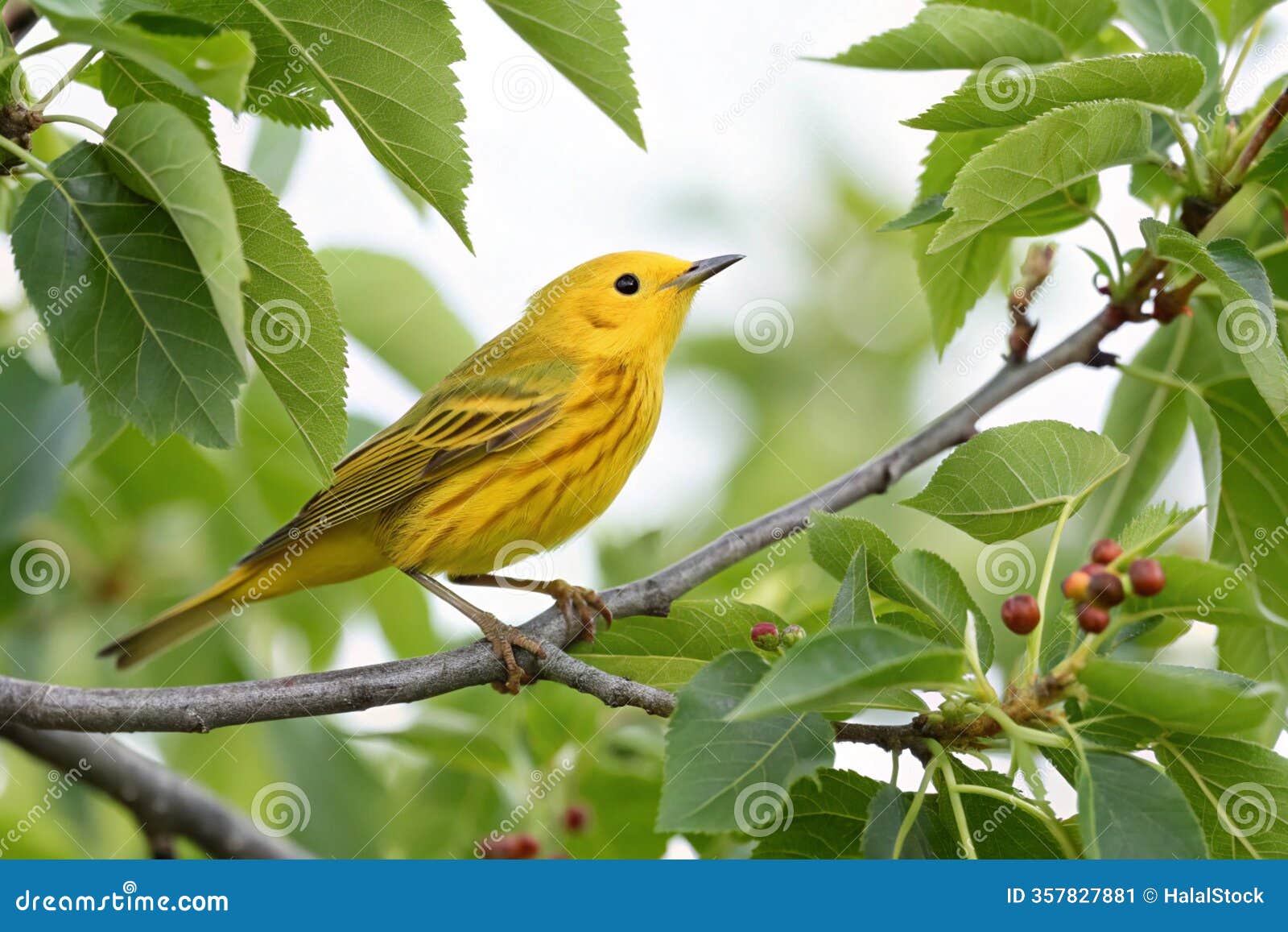 Yellow Warbler on Tree Branch Stock Illustration - Illustration of ...