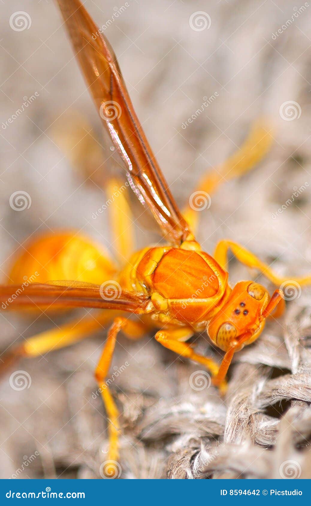 Yellow wasp stock photo. Image of colours, yellow, sting - 8594642