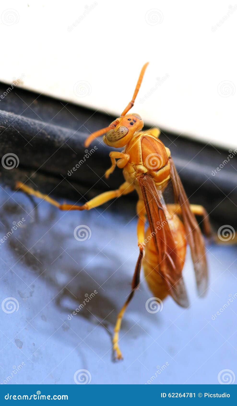 Yellow Wasp And Hornet Are Some Of The Deadliest Insects In South Asia ...