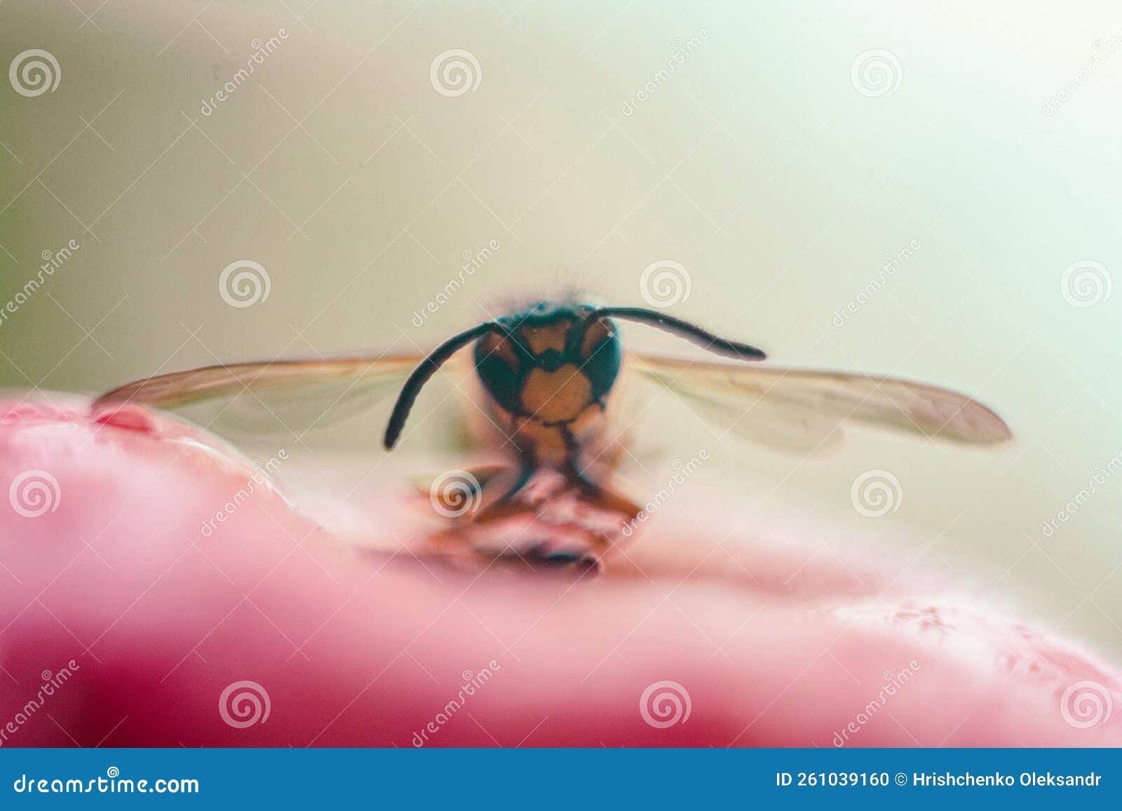 Yellow Wasp Close-up. Front View Stock Photo - Image of dangerous, portrait: 261039160