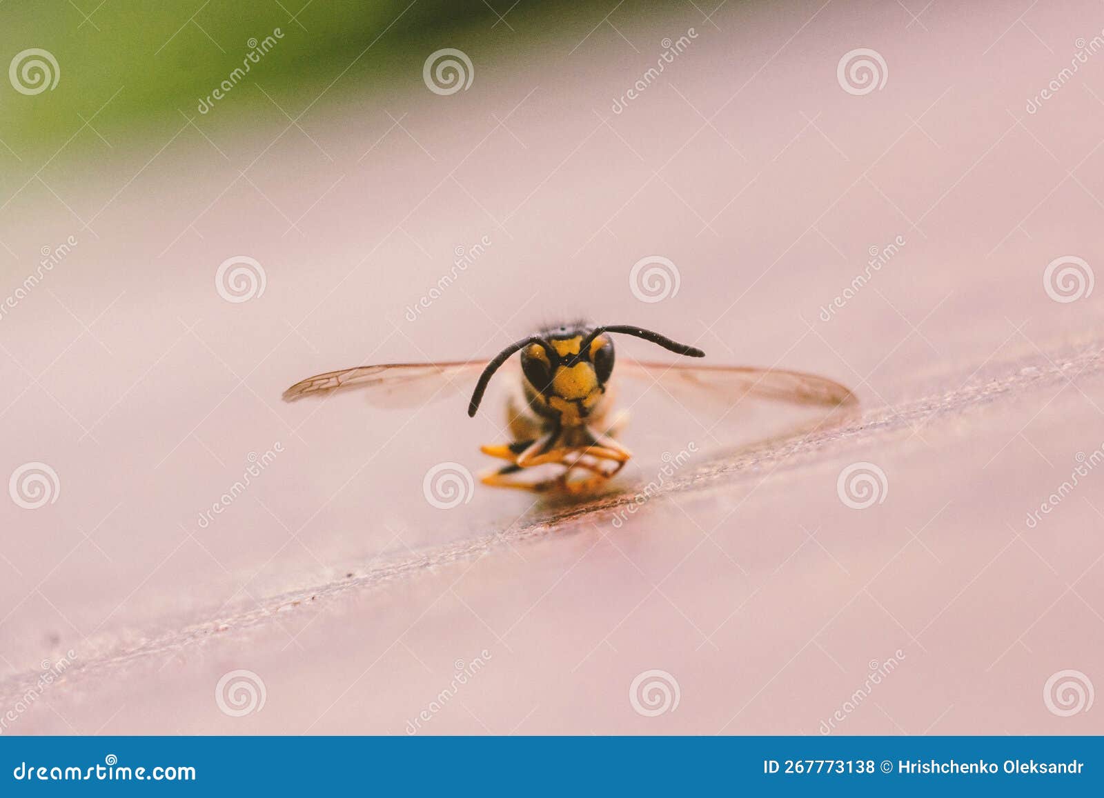 Yellow Wasp Close-up. Front View Stock Photo - Image of plant, feeler ...
