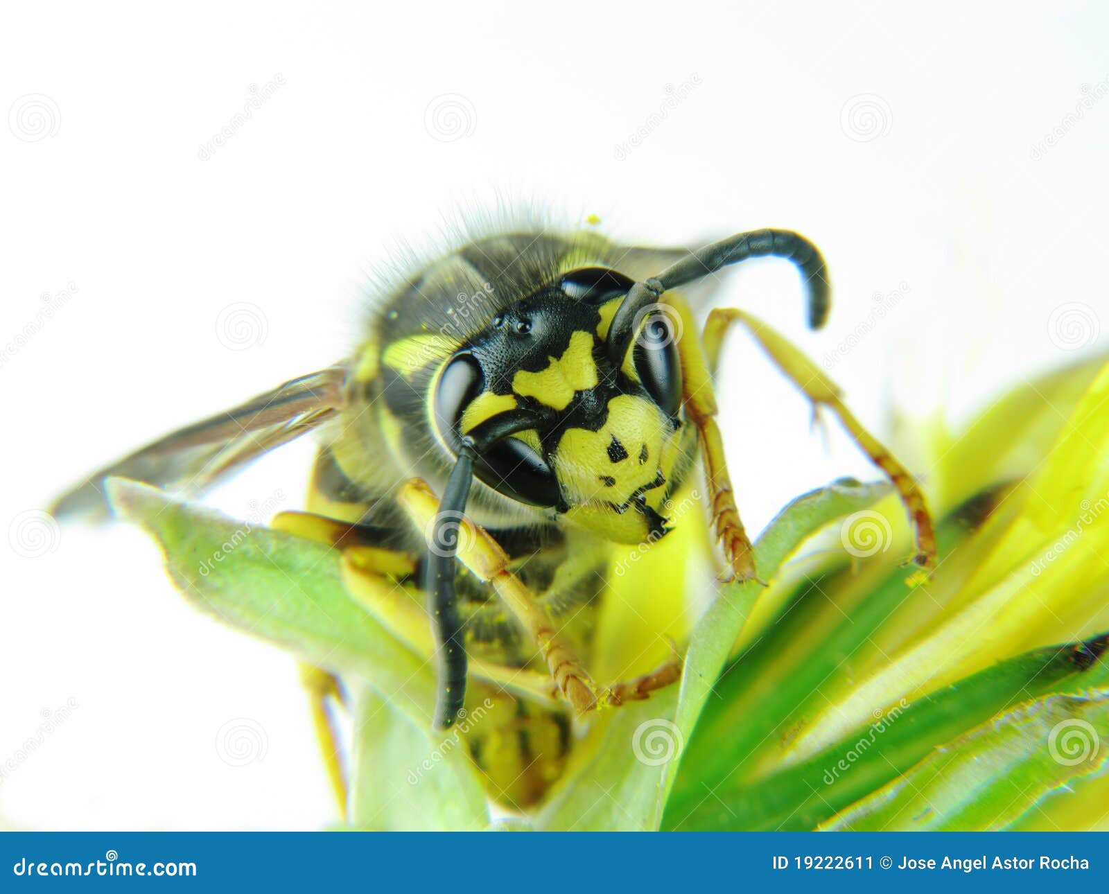 Yellow Wasp And Hornet Are Some Of The Deadliest Insects In South Asia ...