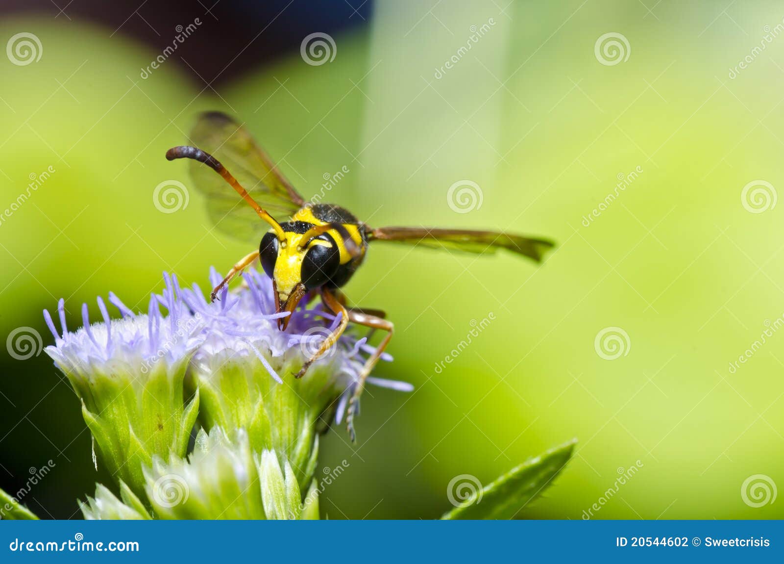 Yellow wasp in forest stock photo. Image of wasp, white - 20544602