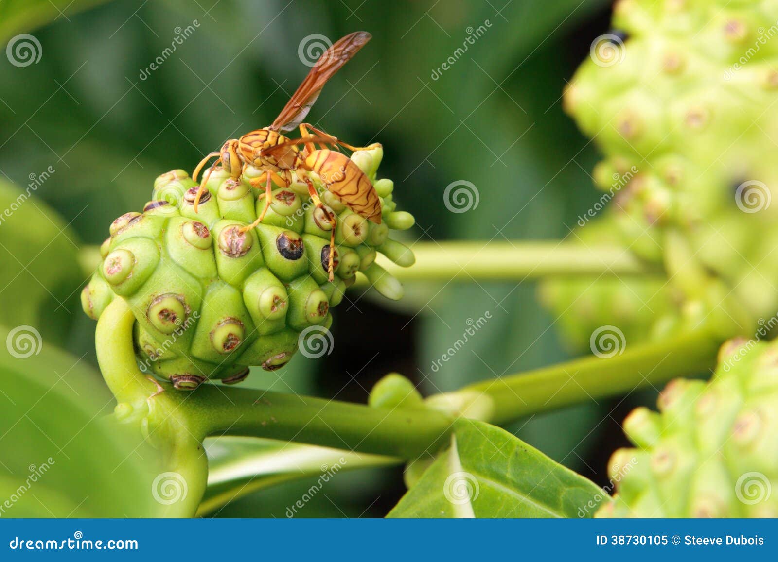 Wasp At Tree Stock Photography | CartoonDealer.com #119202122