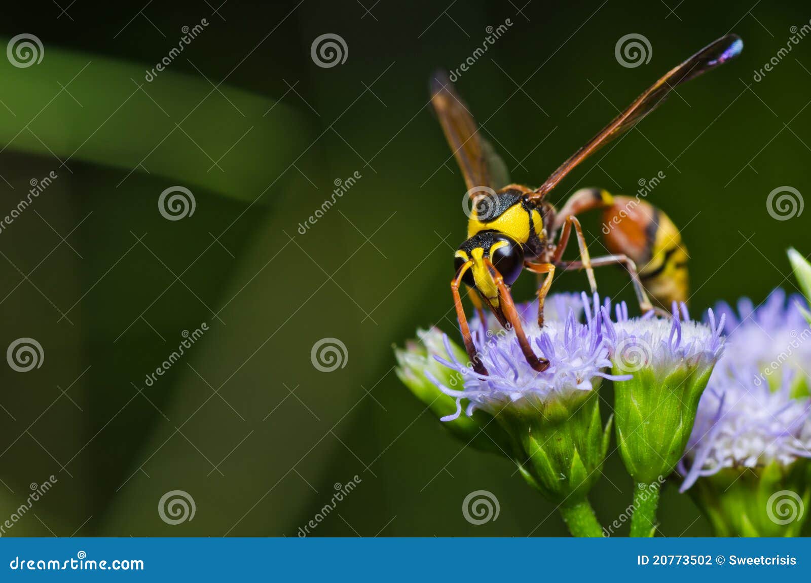Yellow Wasp And Hornet Are Some Of The Deadliest Insects In South Asia ...
