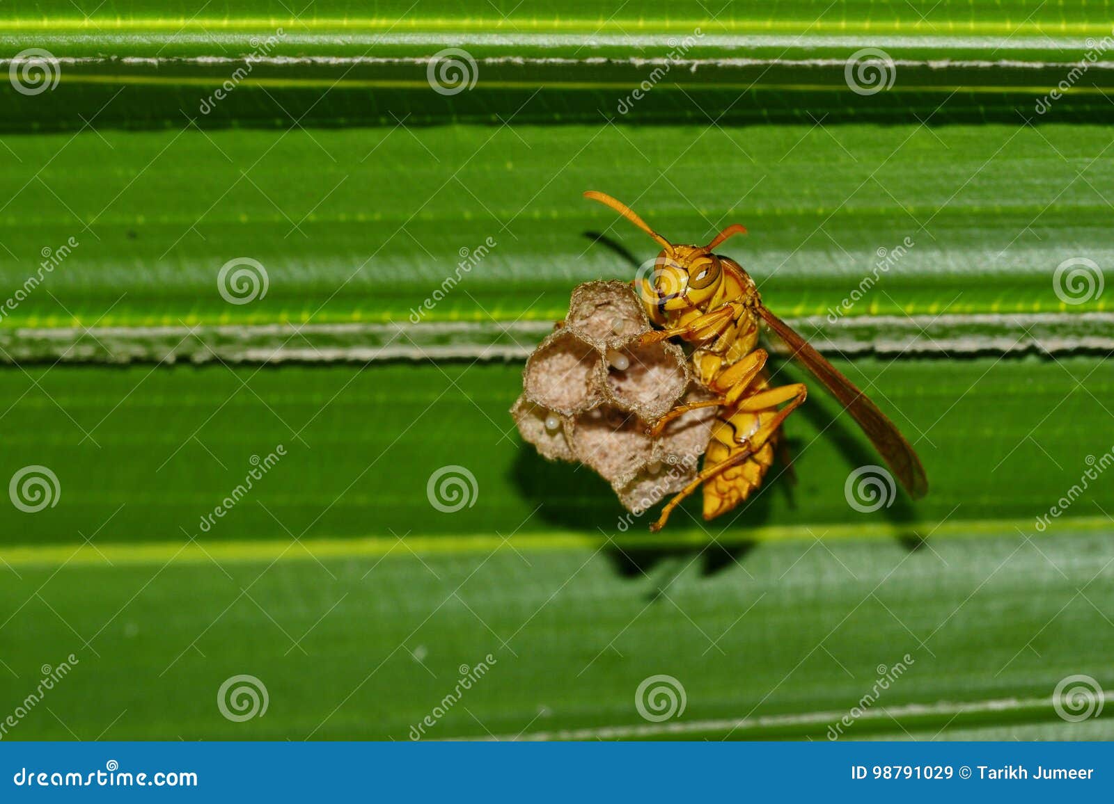 Wasp stock image. Image of palm, leaf, exotic, green - 98791029