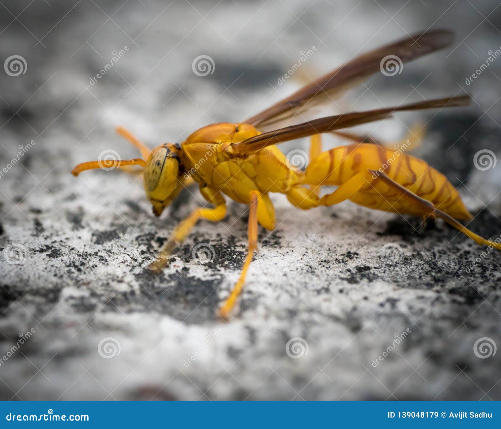 A Yellow Wasp on a Rustic Surface. Stock Image - Image of buzz, close ...