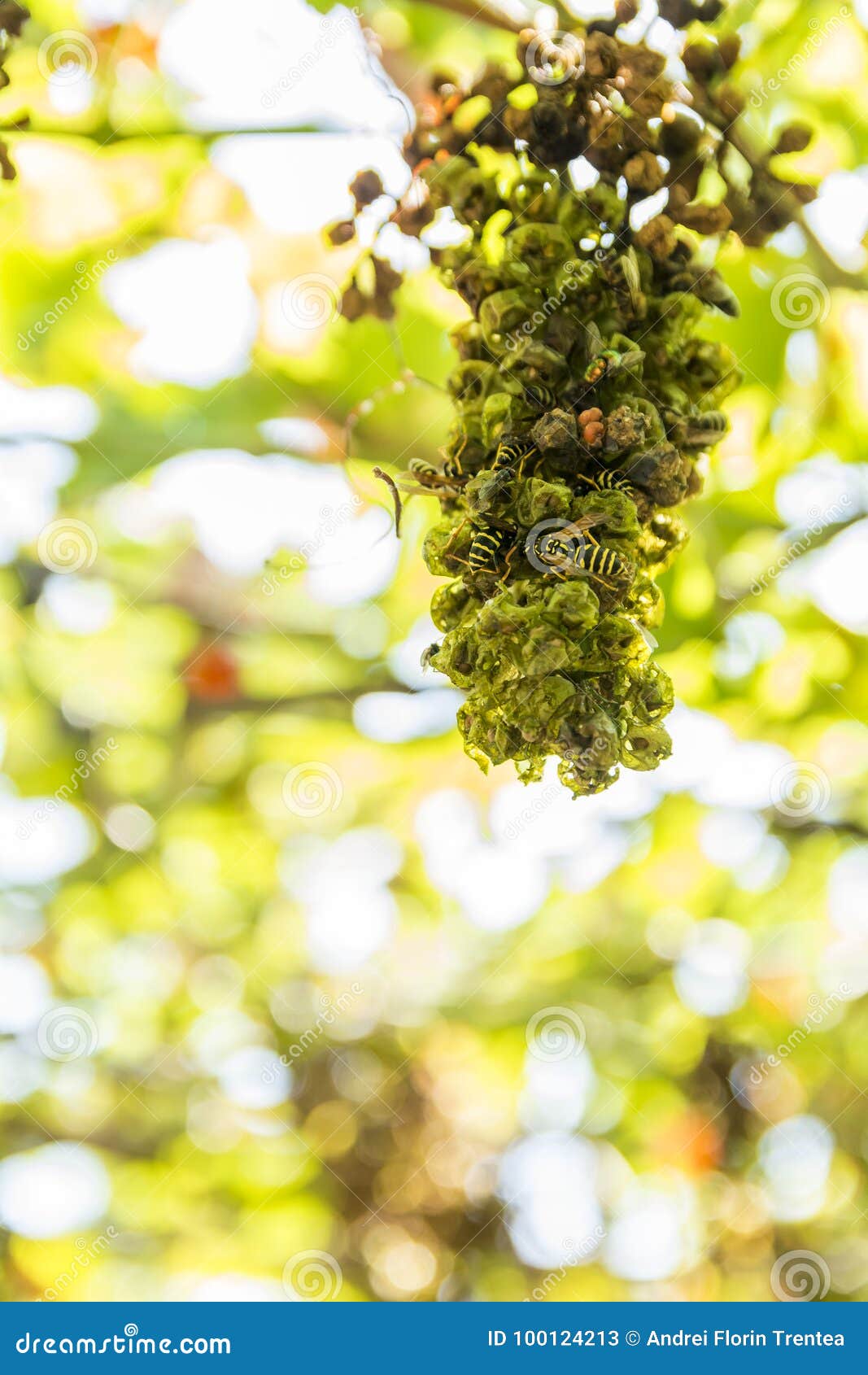 Yellow wasps eating grapes stock image. Image of hornet - 100124213