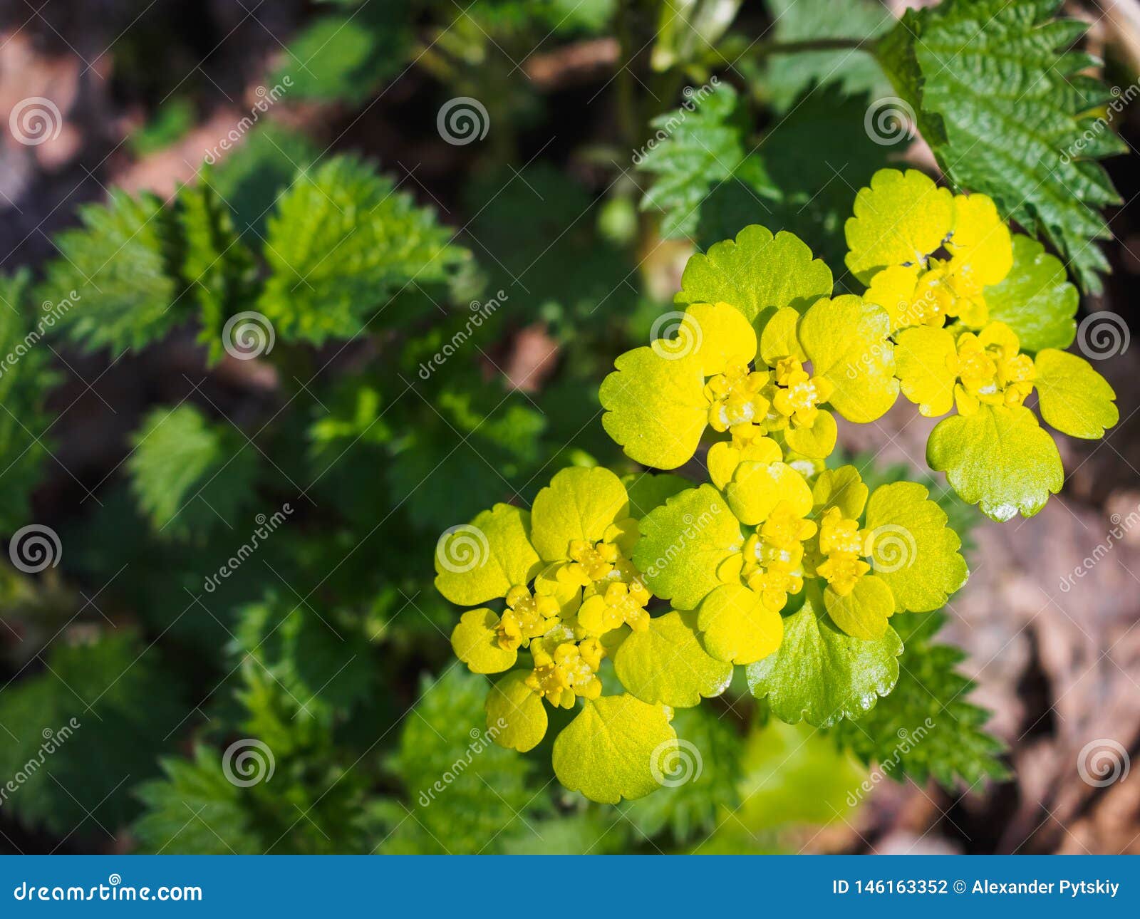 Yellow Water Flowers in the Spring Forest Stock Photo - Image of botany ...