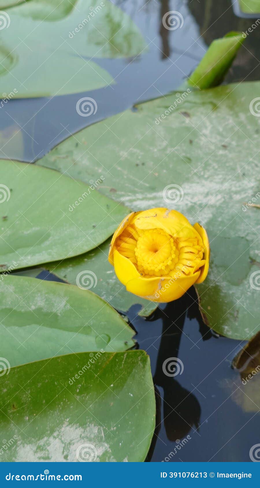 Yellow Water Lily Poking Out Of The Surface Of The Water On Hickey Lake ...