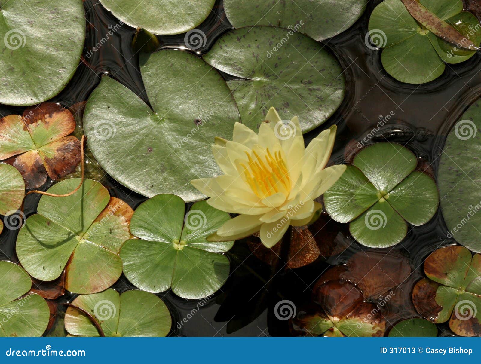 Yellow Water Lilly and Lilly Pads Stock Image - Image of blossom ...