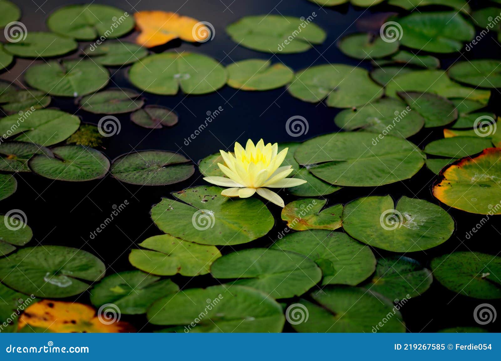 Yellow Water Lily stock image. Image of nature, purity - 219267585