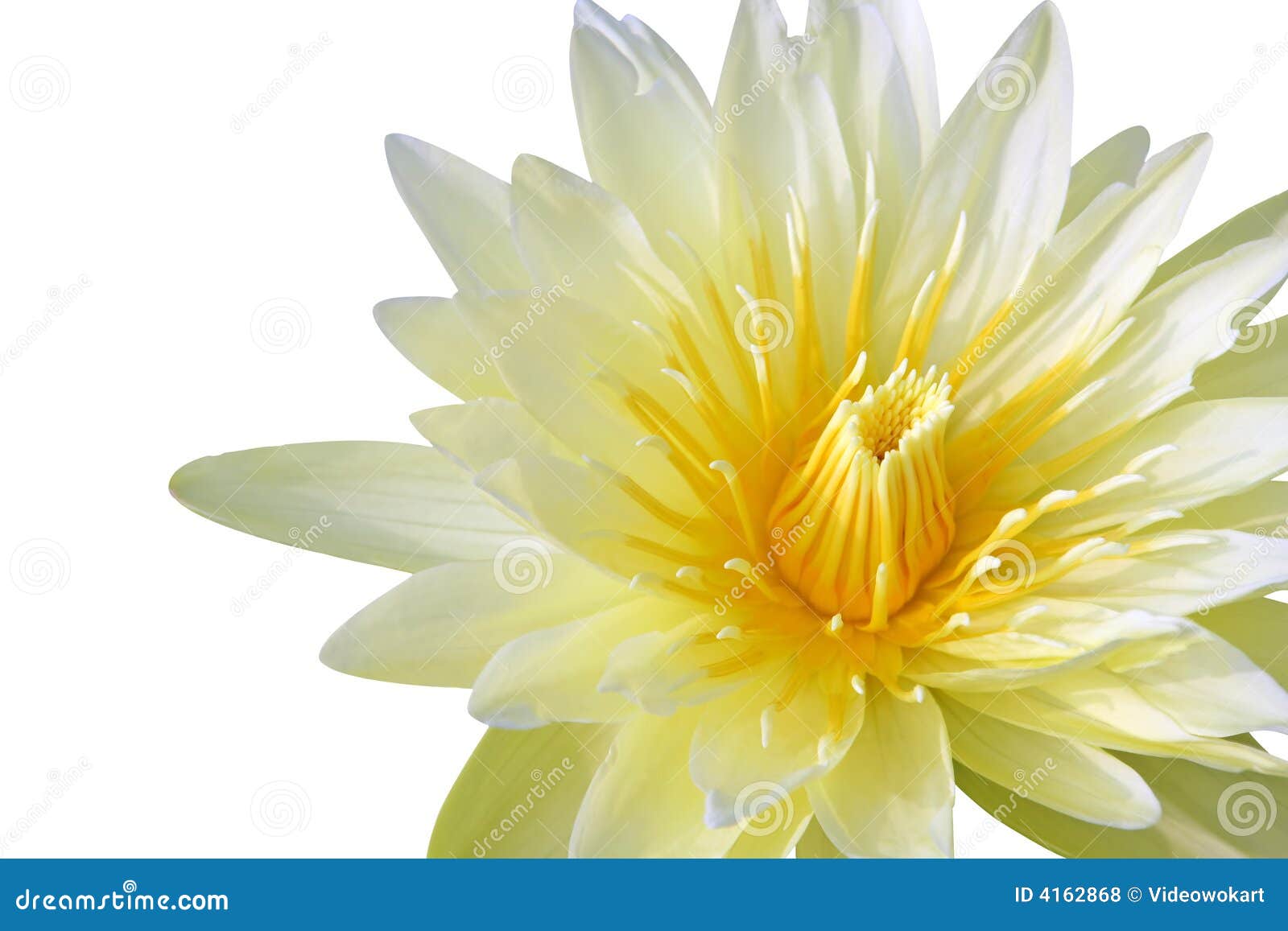 Yellow water lily stock photo. Image of botany, calm, blooms - 4162868