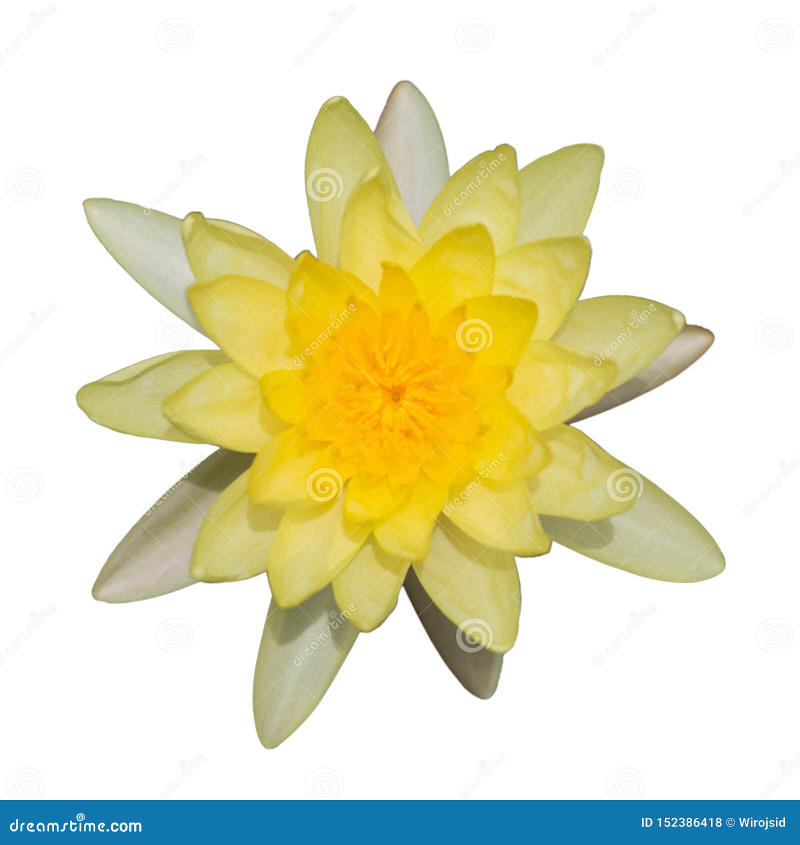 Yellow Water Lily Top View on White Background Stock Photo - Image of ...